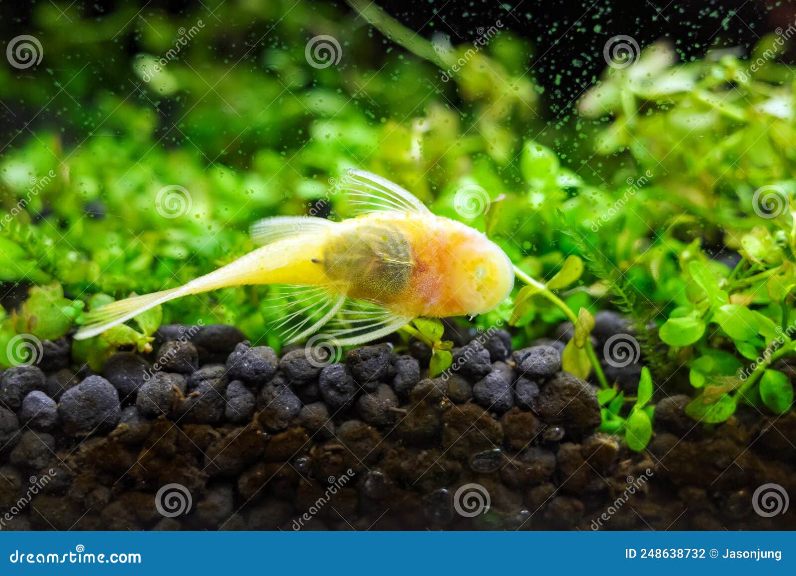 Fish in Bottom of Fish Tank Stock Photo - Image of cable, health: 248638732