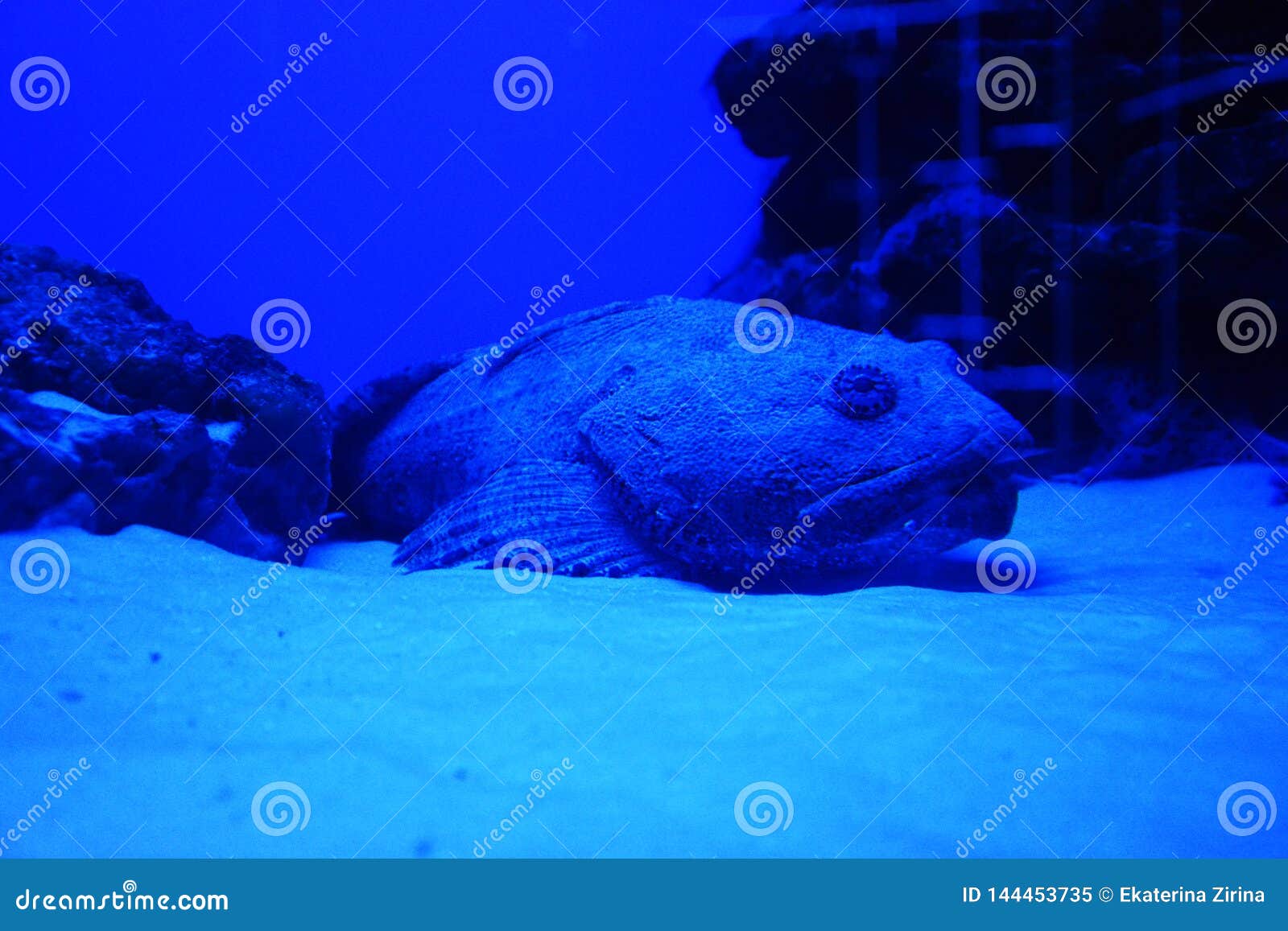 Fish at the Bottom of the Photo Stock Image - Image of ocean, travel ...