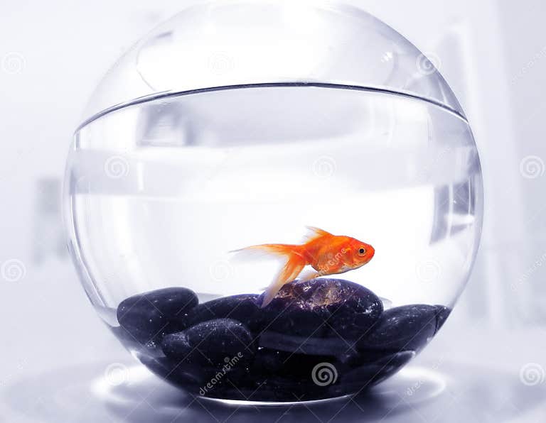 Fish Bowl stock photo. Image of golden, cute, orange, animal - 413374