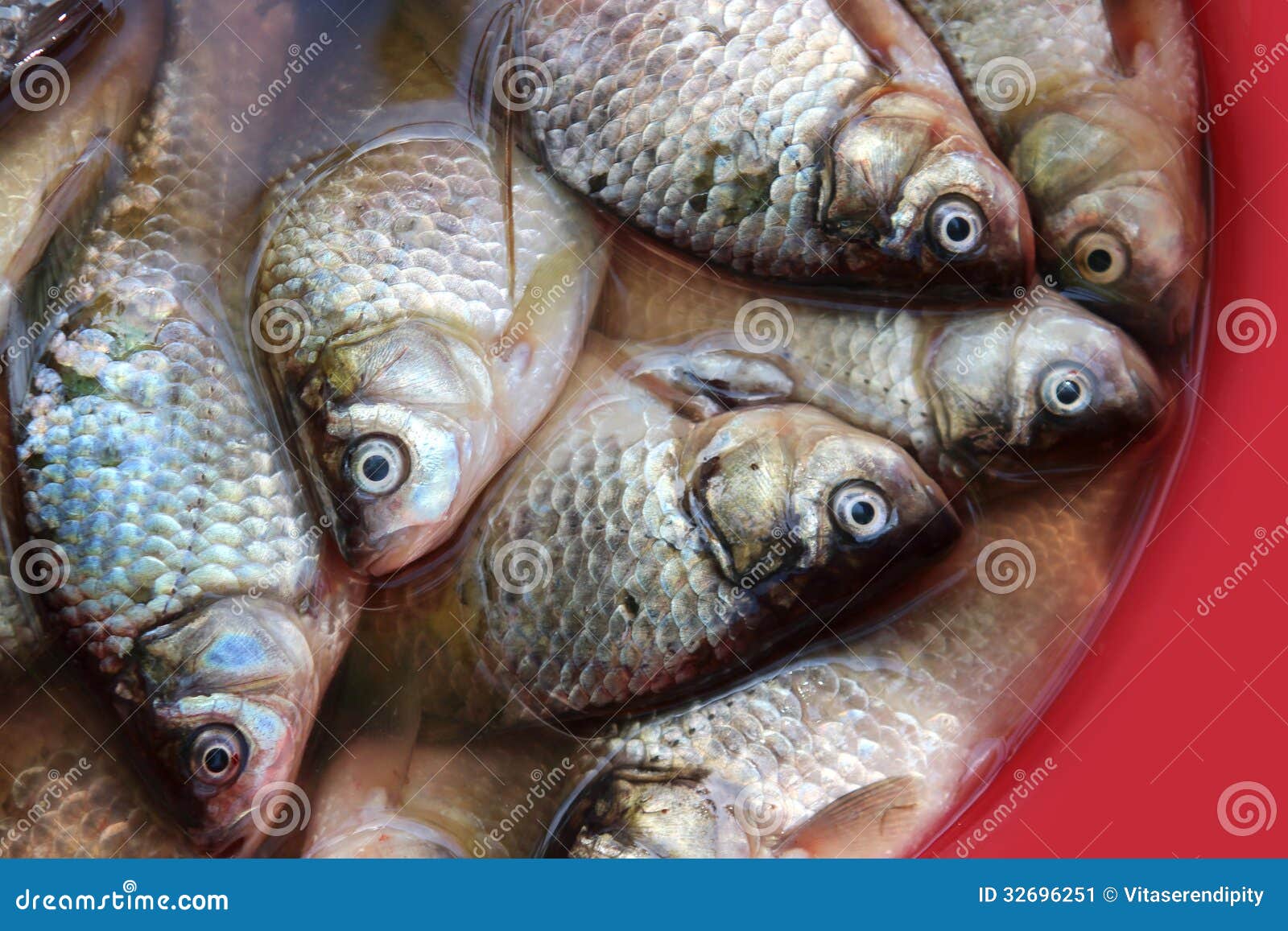 Fish in a bowl stock image. Image of shiny, fishing, fins - 32696251