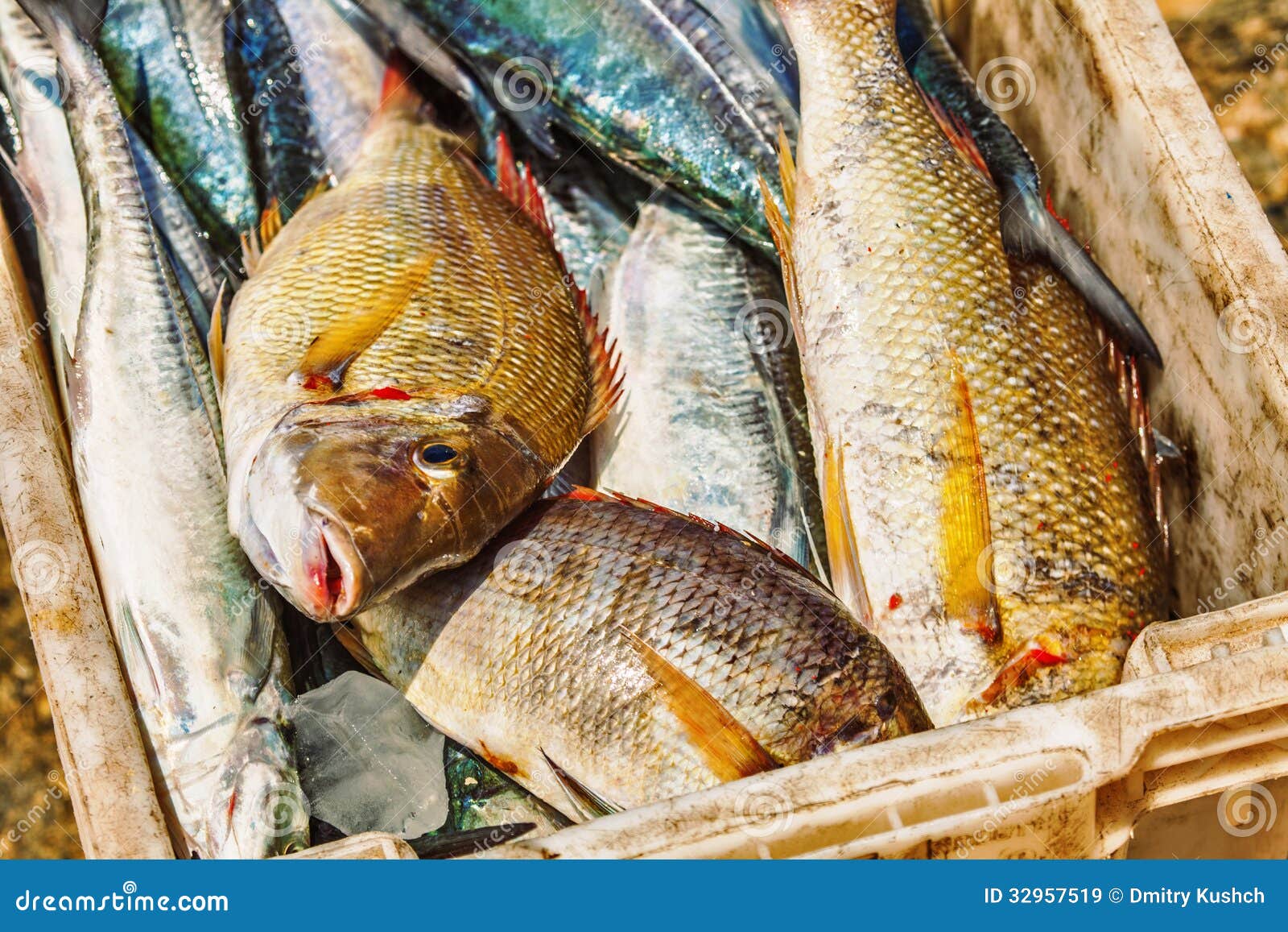 Fish in box stock image. Image of life, blue, background - 32957519