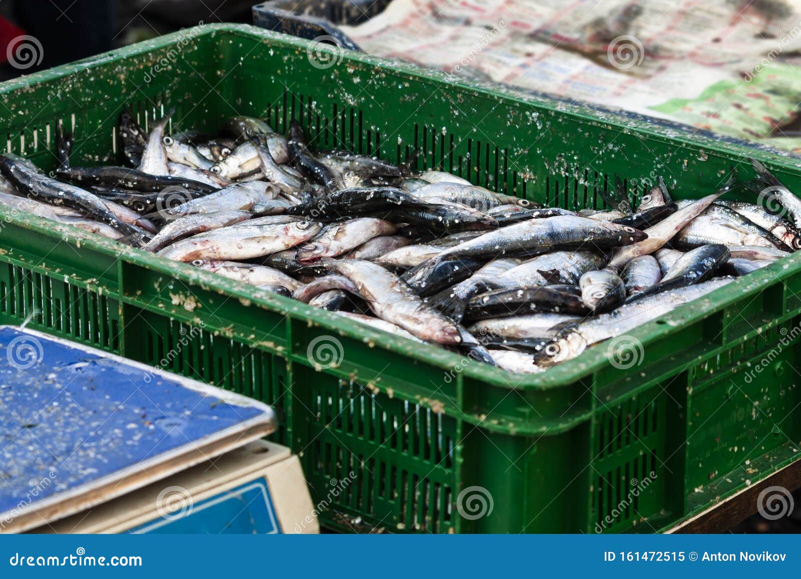 Fish in a Box at an Open Counter Stock Image - Image of frozen, catch ...