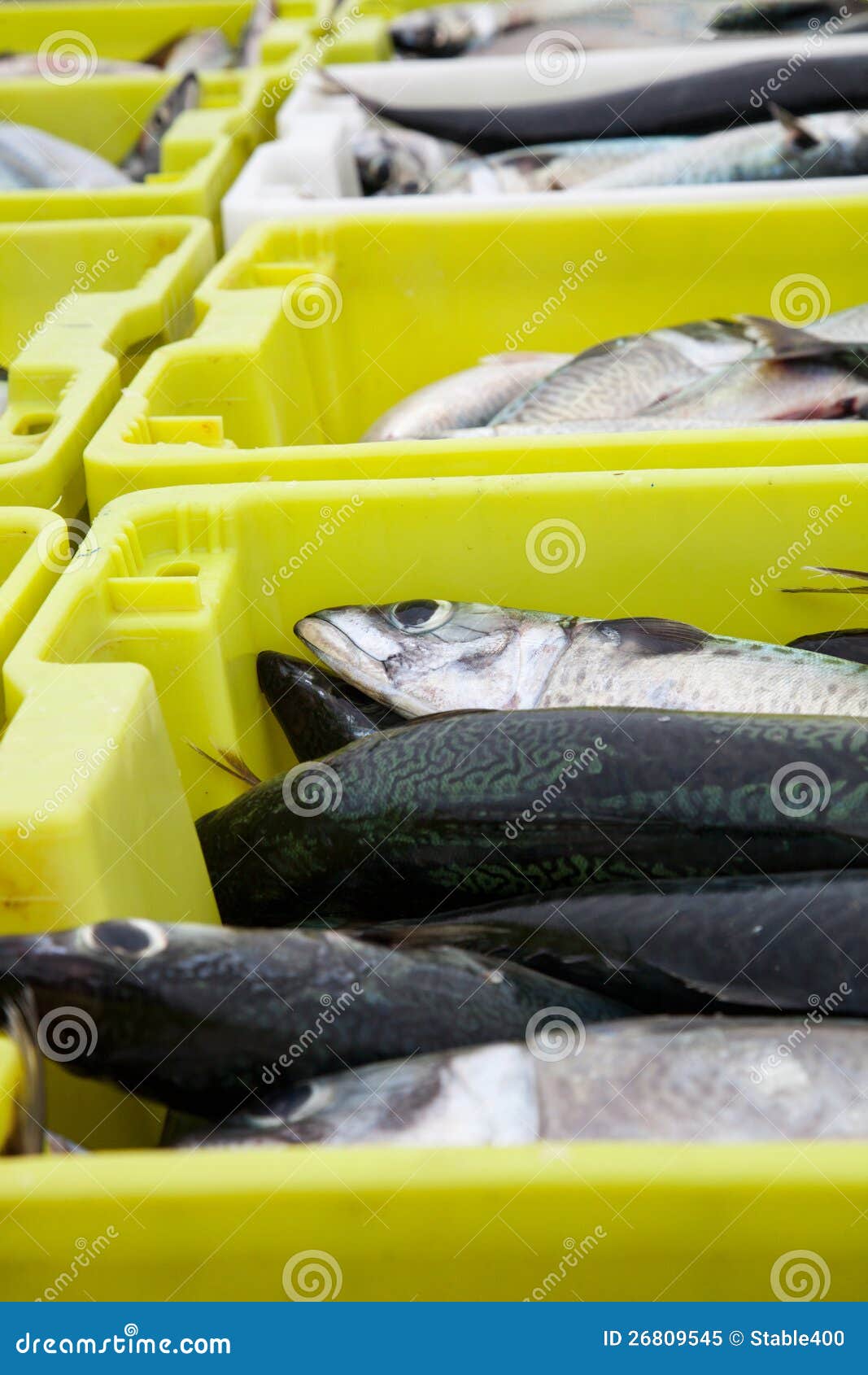 Fish in boxes stock image. Image of ingredient, material - 26809545