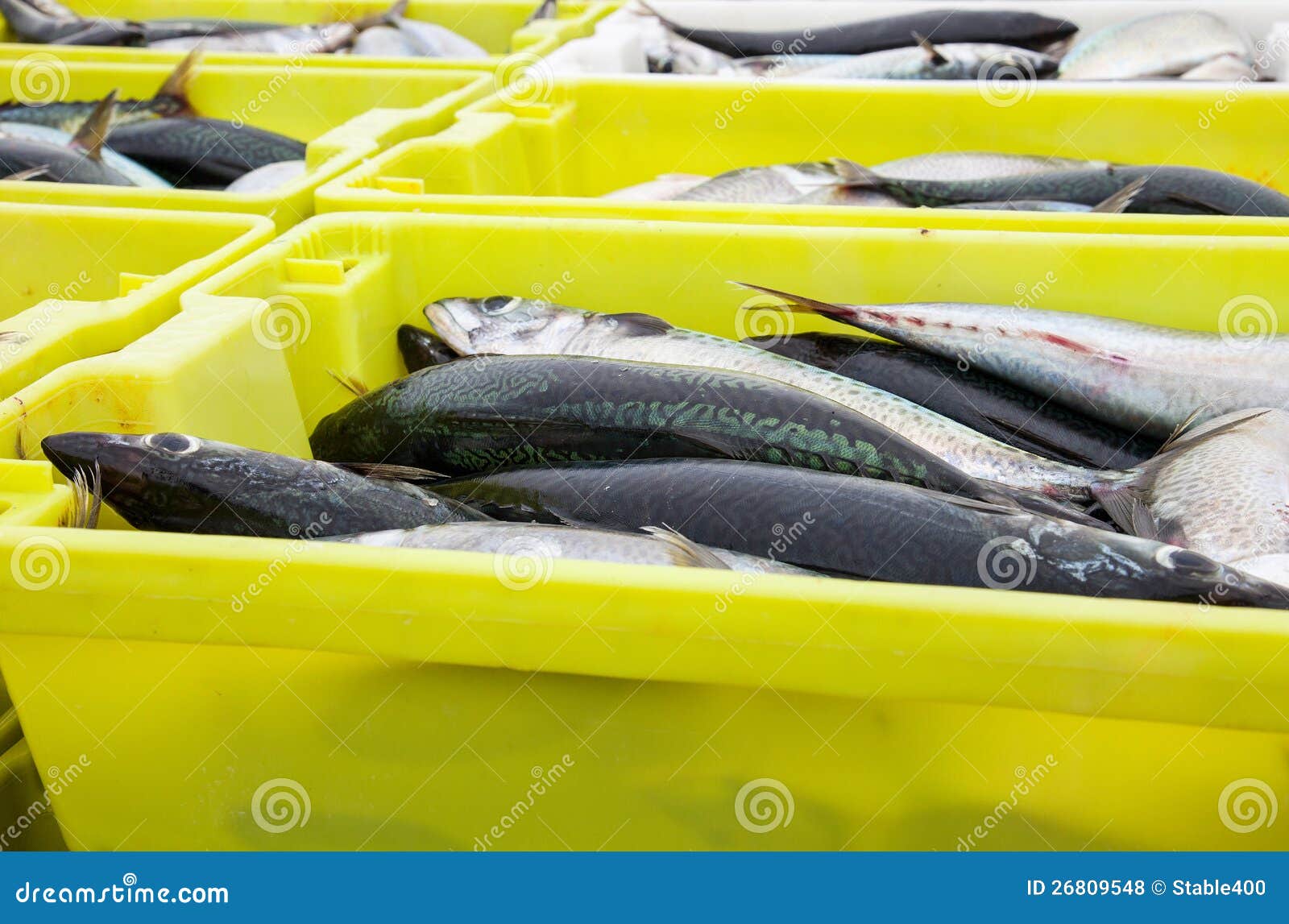 Fish in boxes stock photo. Image of newly, animal, port - 26809548