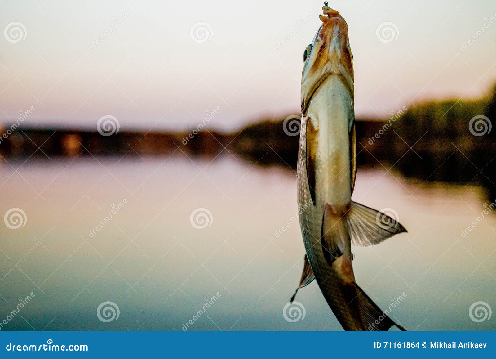 Fish Bream on the Hook at Shore Stock Photo - Image of sunset, bream ...