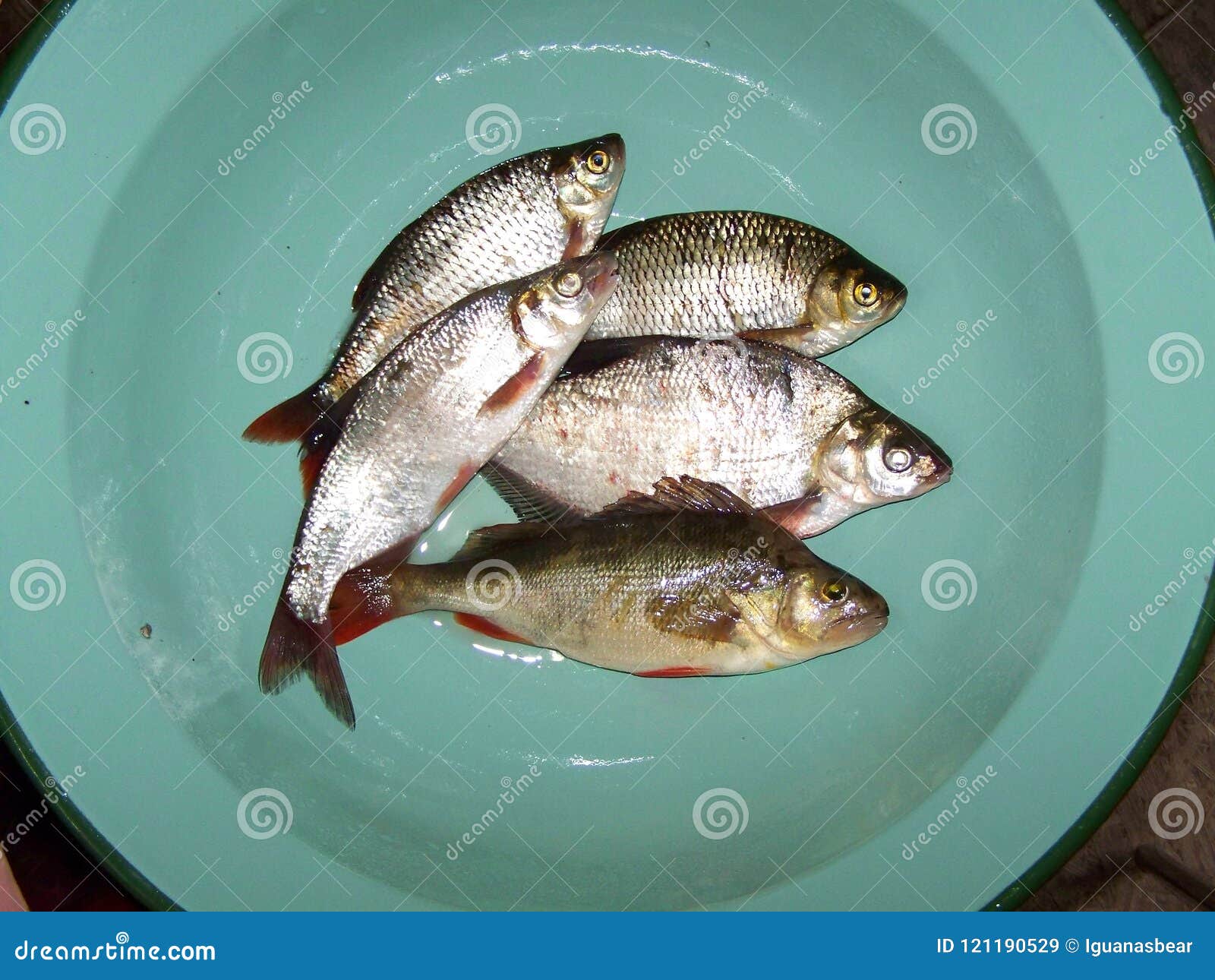 Fish - Bream, Perch, Vimba and Roach in Mint Green Bowl Stock Image ...