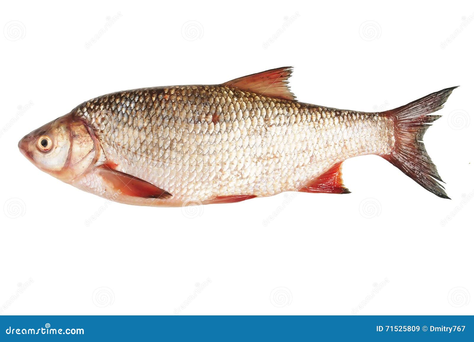 Fish bream stock image. Image of bream, freshwater, wildlife - 71525809