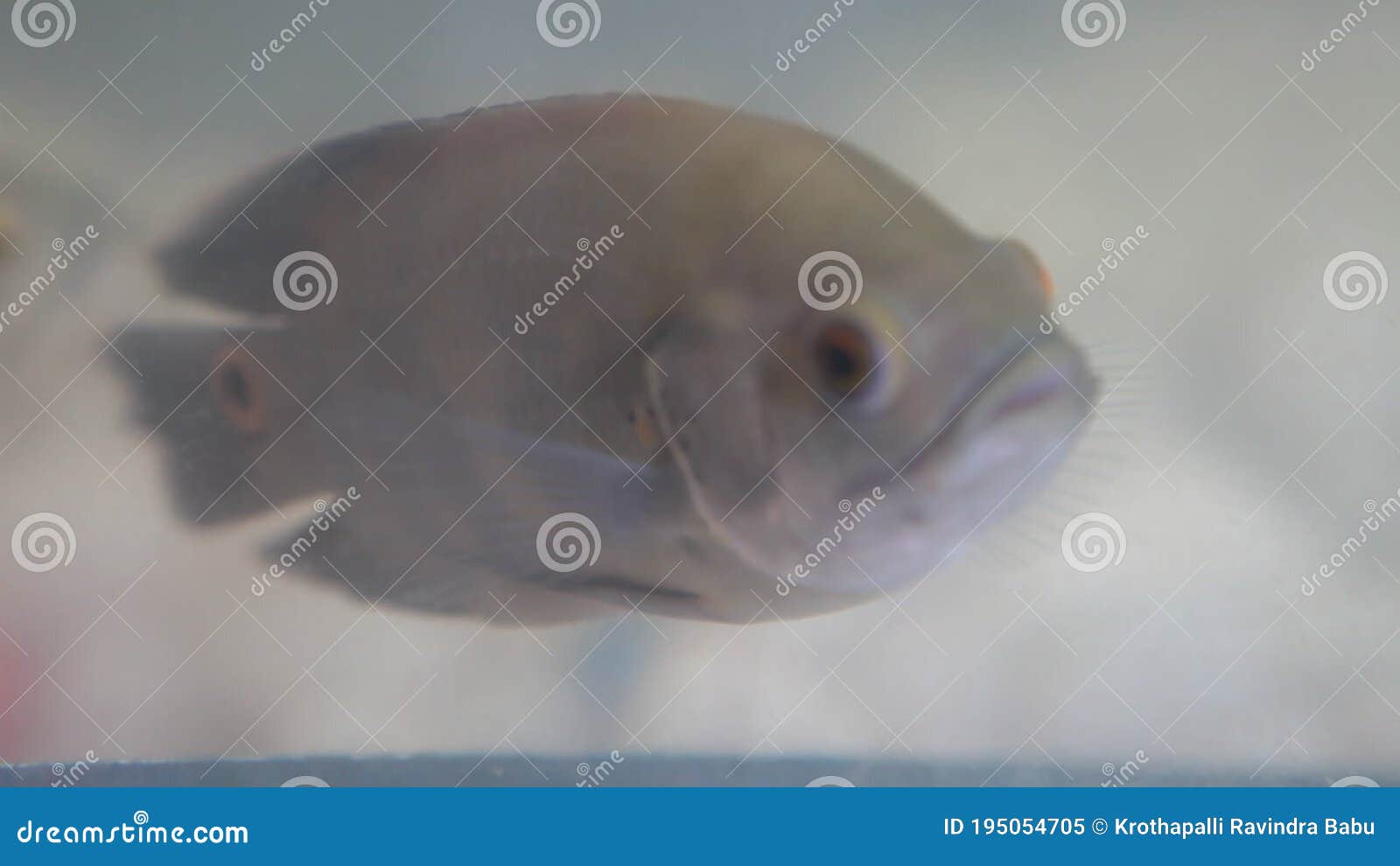 Fish Breathing in the Aquarium Stock Video - Video of fish, happy ...