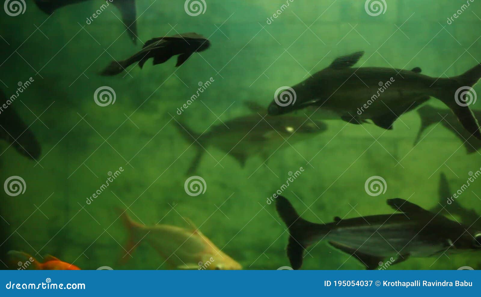 Fish breathing in the tank stock video. Video of light - 195054037