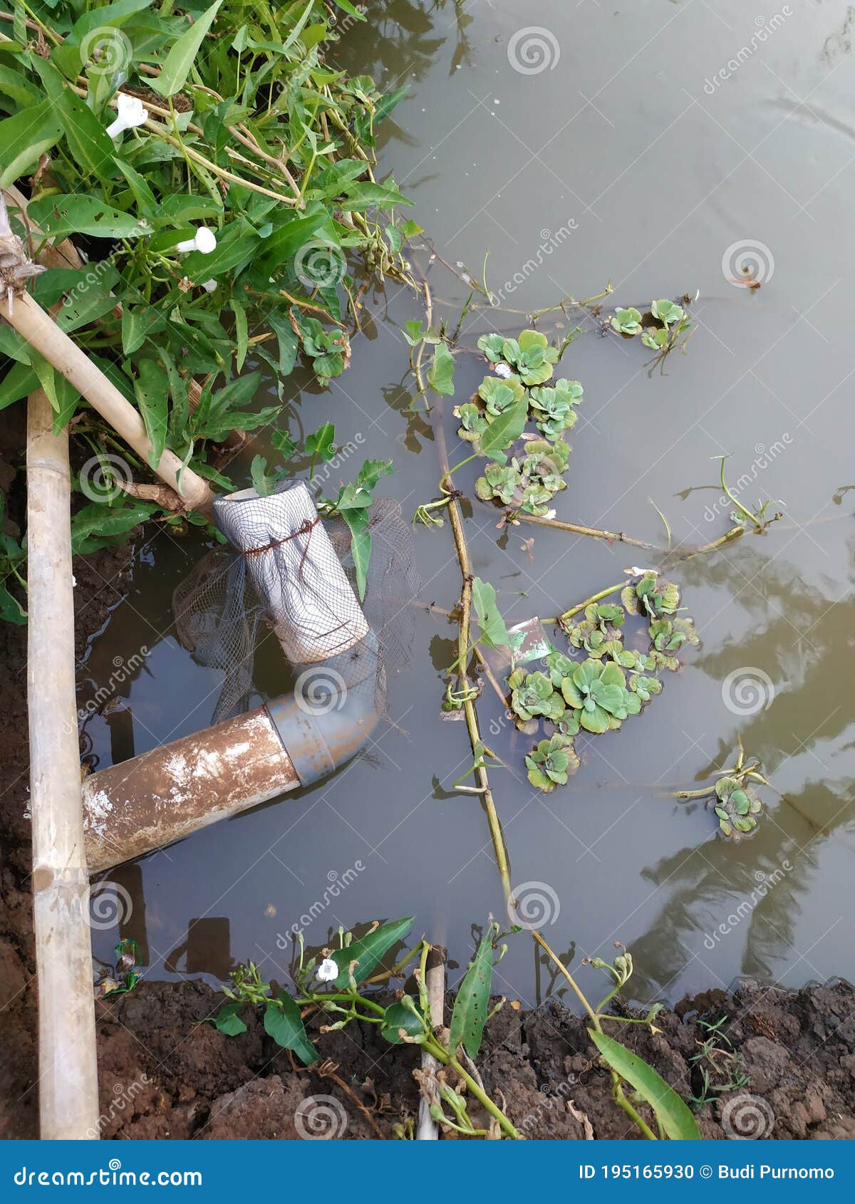 Fish breeding place stock photo. Image of place, houseplant - 195165930