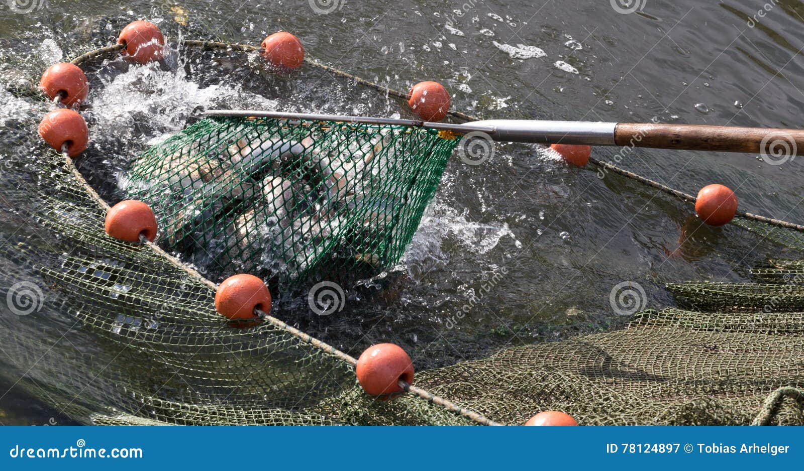 Fish breeding ponds stock image. Image of nature, fresh - 78124897