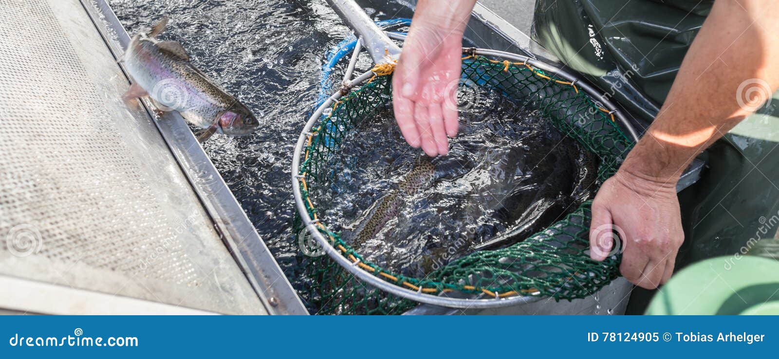 Fish breeding ponds stock image. Image of human, farm - 78124905