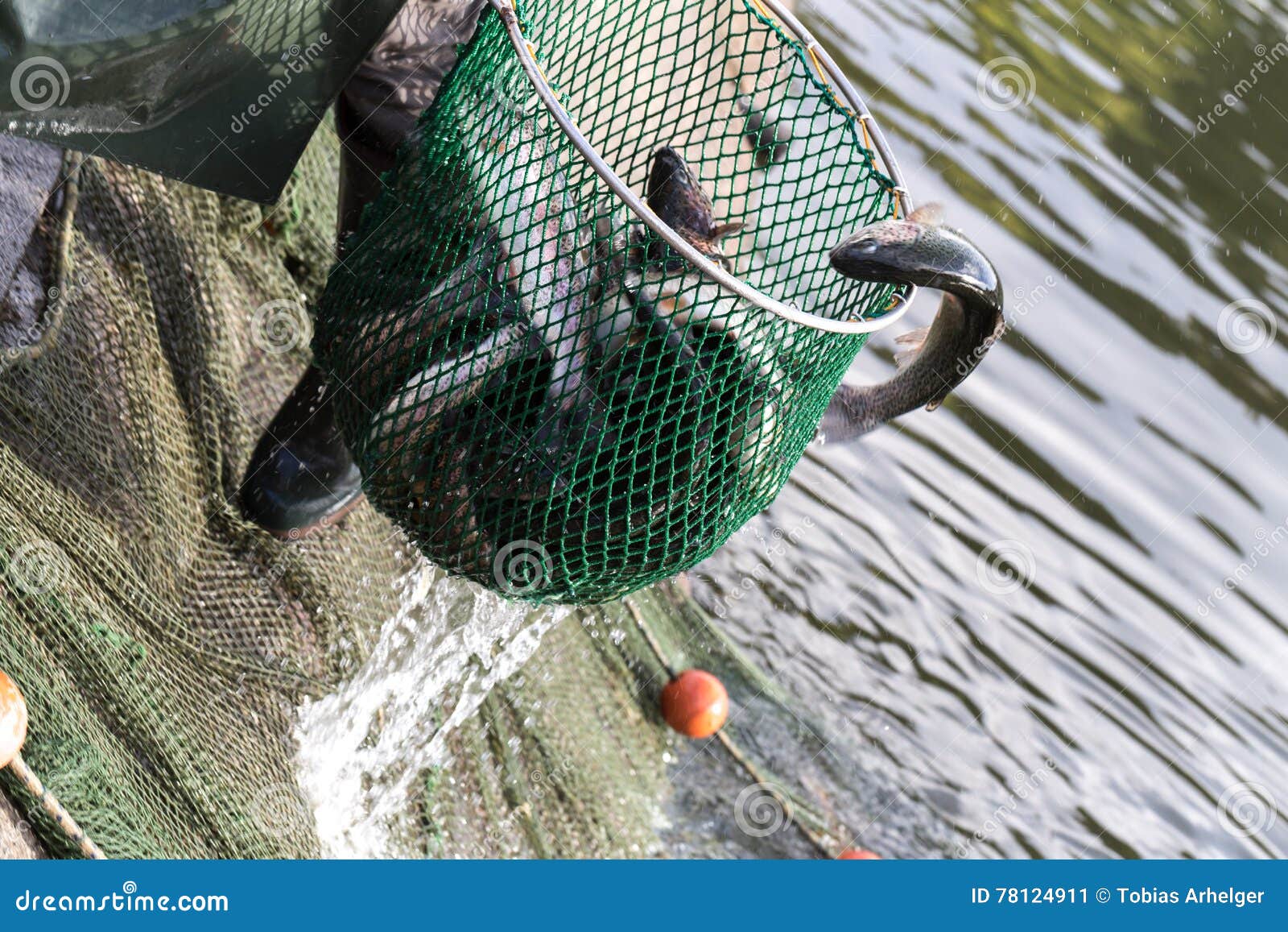 Fish breeding ponds stock image. Image of lake, farm - 78124911