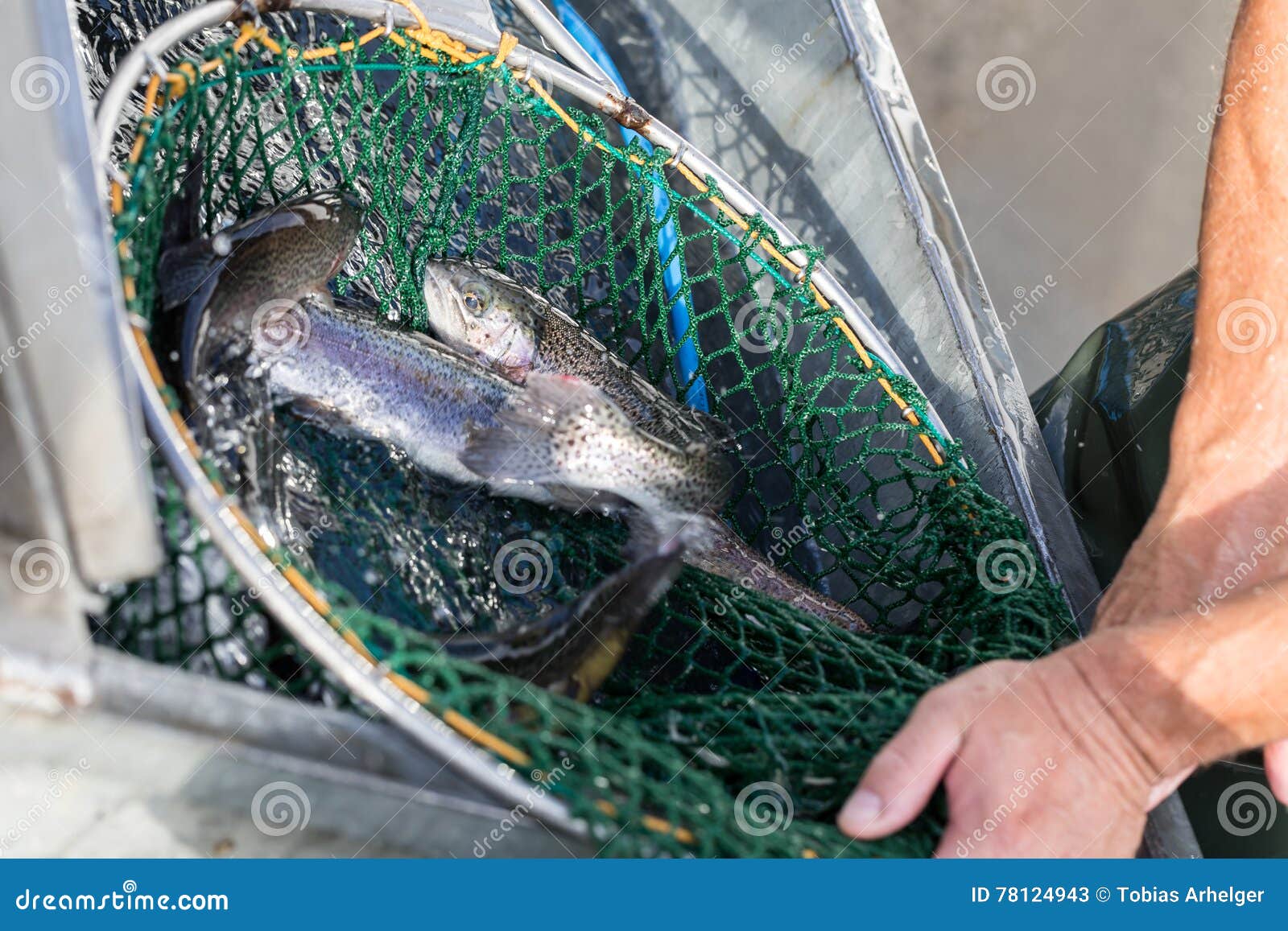 Fish breeding ponds stock image. Image of ponds, fishing - 78124943
