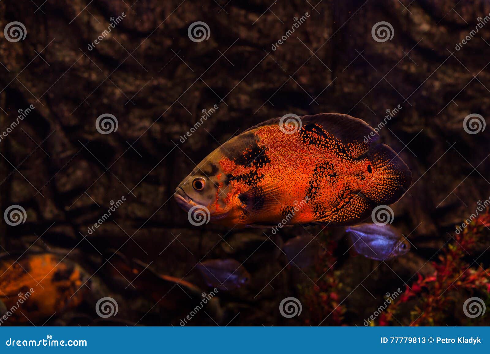 Fish bright red color. stock image. Image of dive, tropical - 77779813