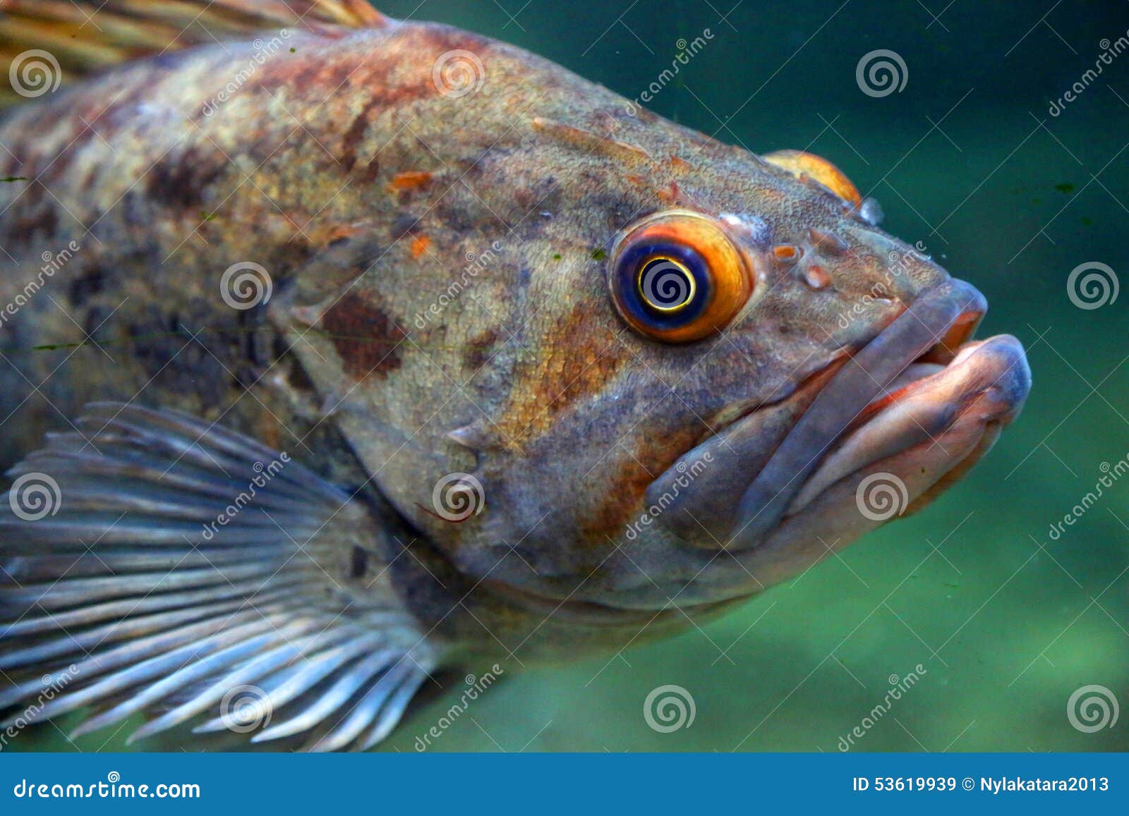 Fish stock image. Image of excretion, body, biology, fisheries - 53619939