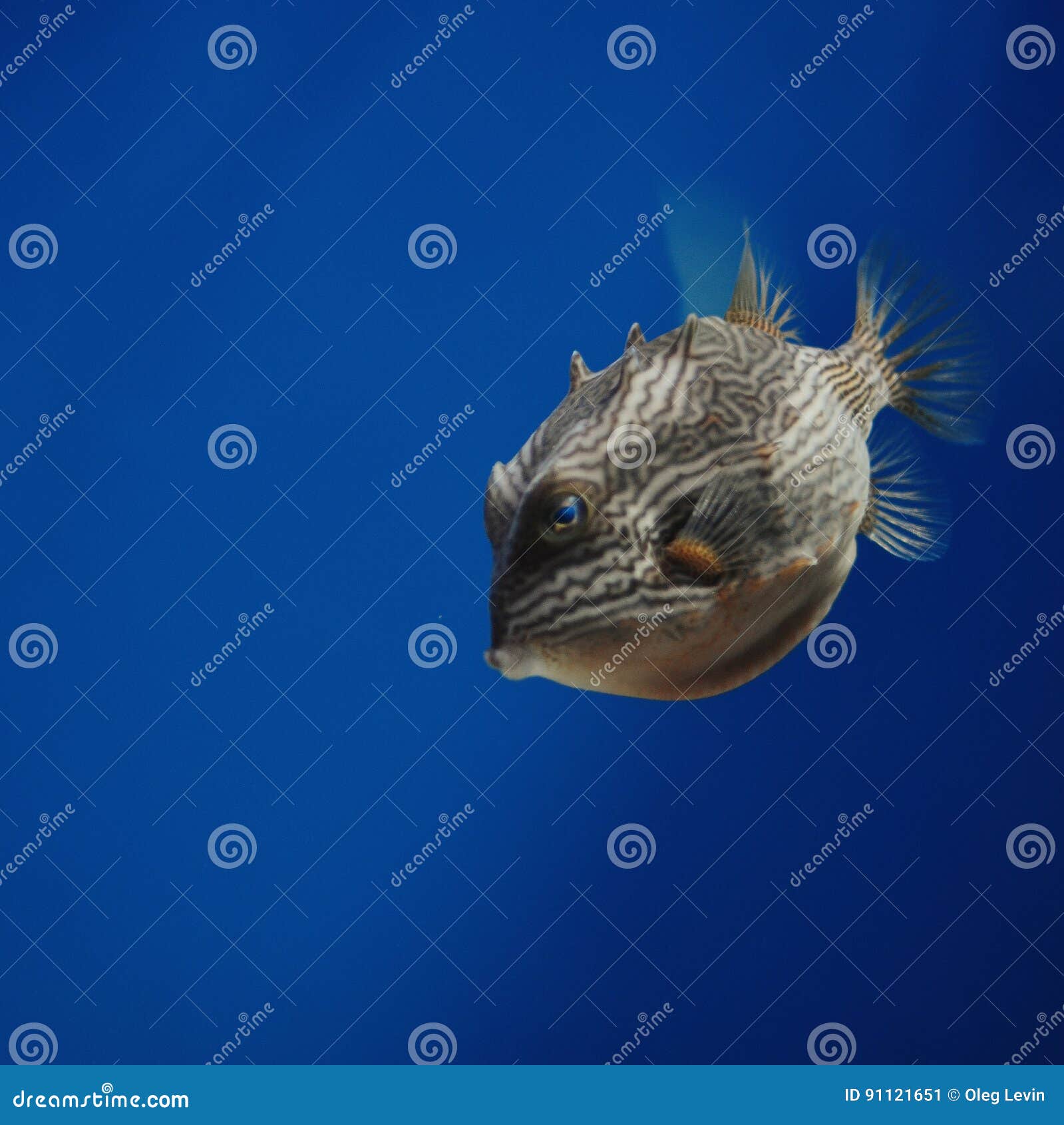 A Bubble Eye Fish Goldfish Close Up Stock Photography | CartoonDealer ...