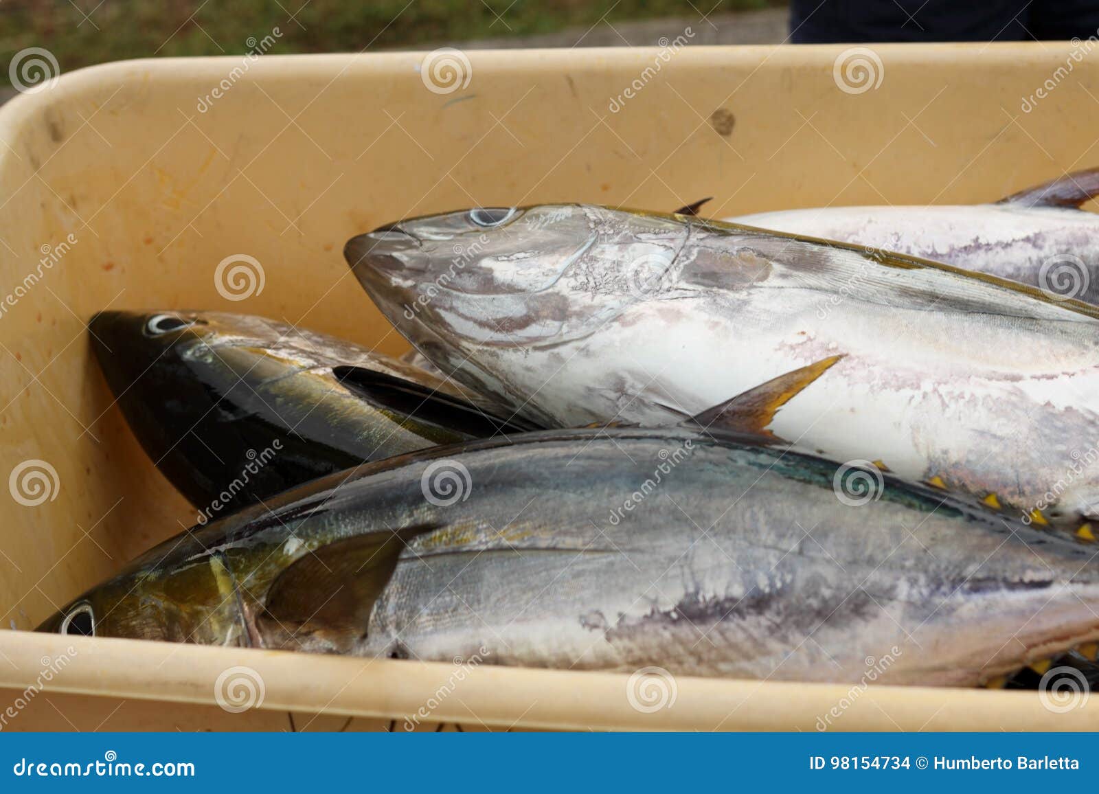 Fish bucket stock photo. Image of tuna, fish, bucket - 98154734