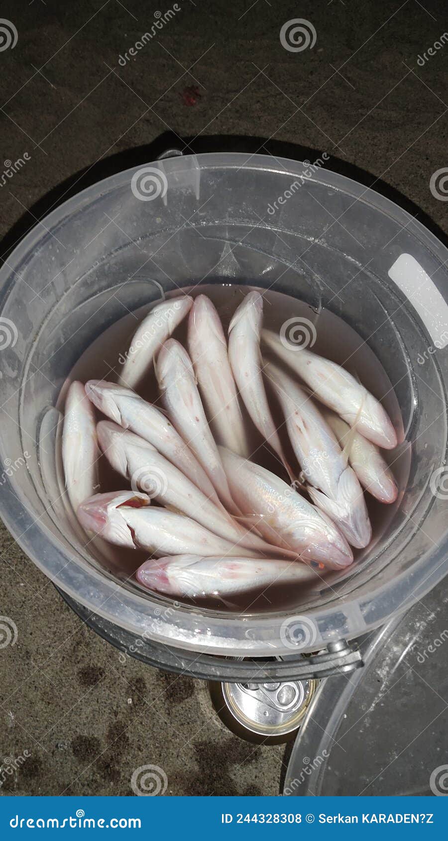 Fish in the bucket stock photo. Image of food, hand - 244328308