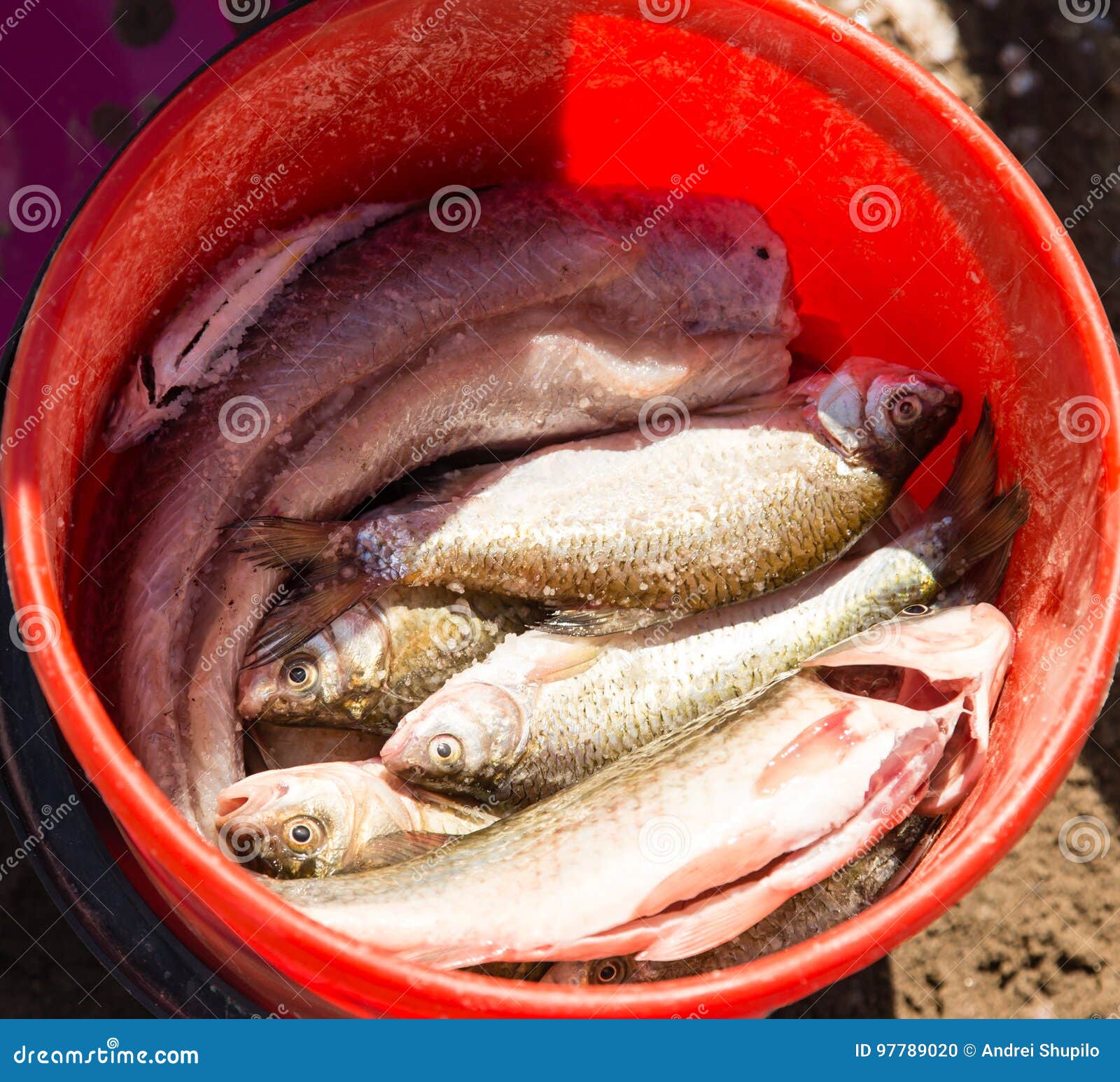 Fish in a Bucket on a Fishing Trip Stock Photo - Image of fresh, fishes ...