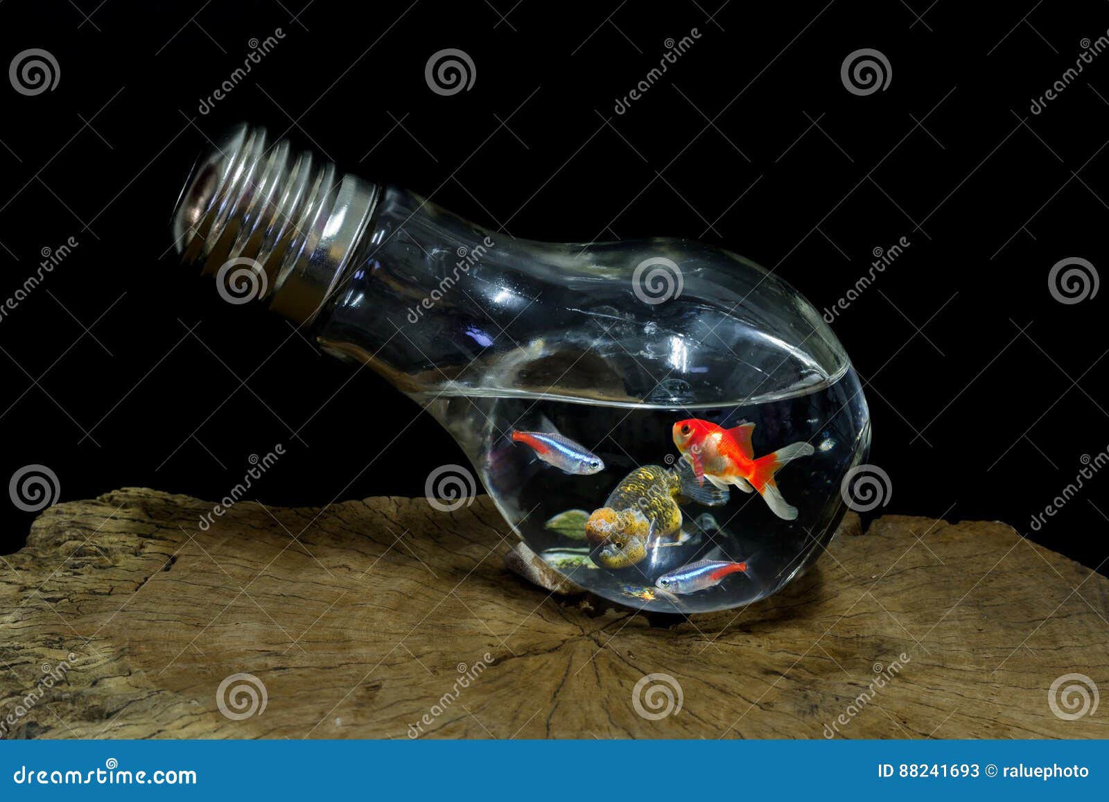 Fish in the the bulb. stock image. Image of stones, fish - 88241693