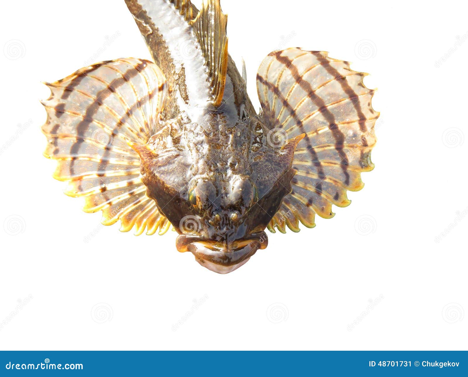 Fish Bull Spread His Front Fins Stock Image - Image of catch, bright ...