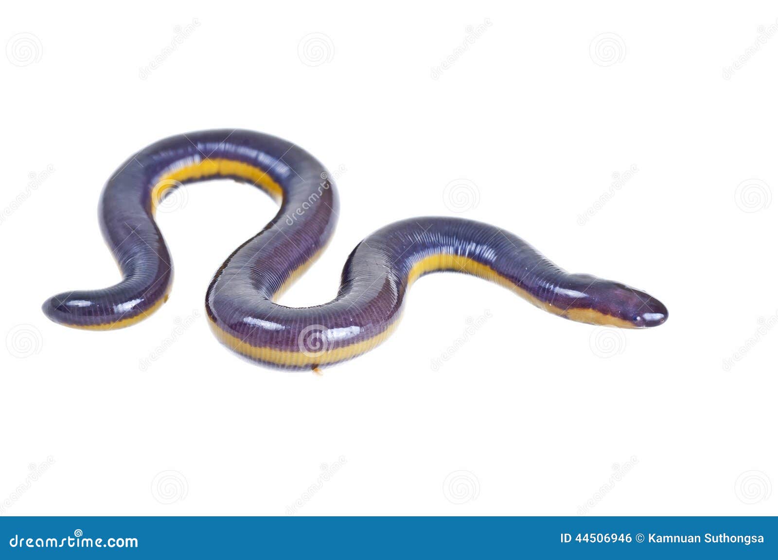 Fish caecilian stock photo. Image of salamandra, tail - 44506946