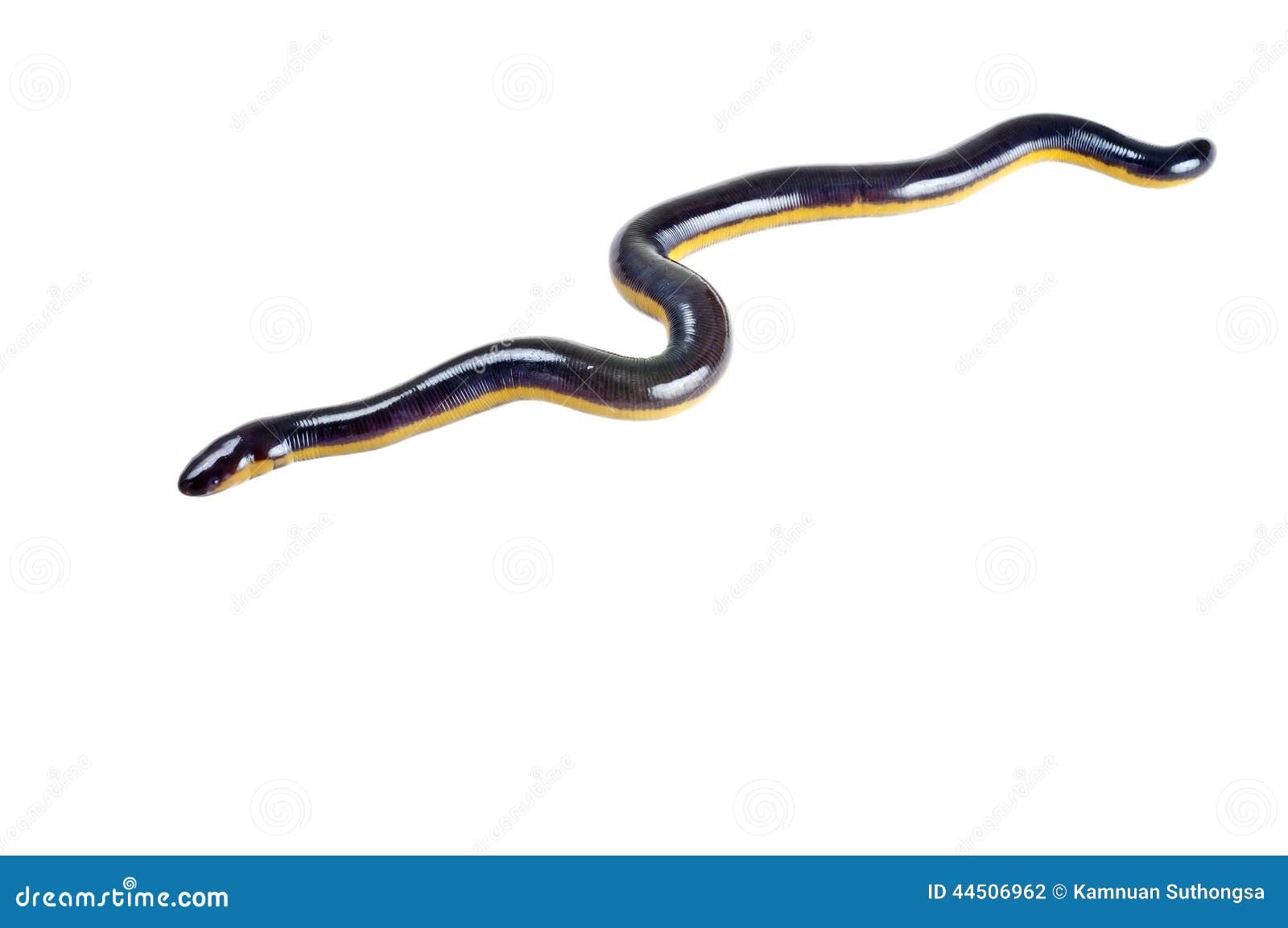 Fish caecilian stock photo. Image of isolated, rare, ichthyophiidae ...