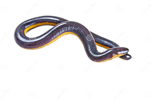 Fish caecilian stock image. Image of isolated, black - 44506987
