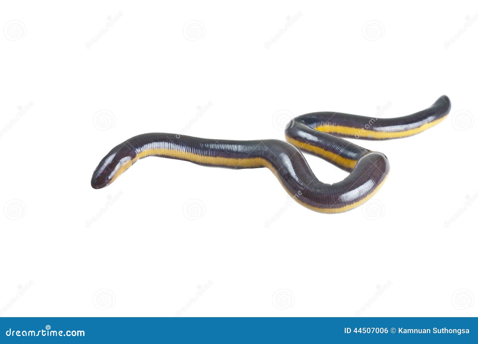 Fish caecilian stock photo. Image of primitive, black - 44507006