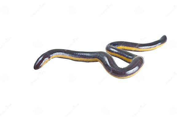 Fish caecilian stock photo. Image of primitive, black - 44507006