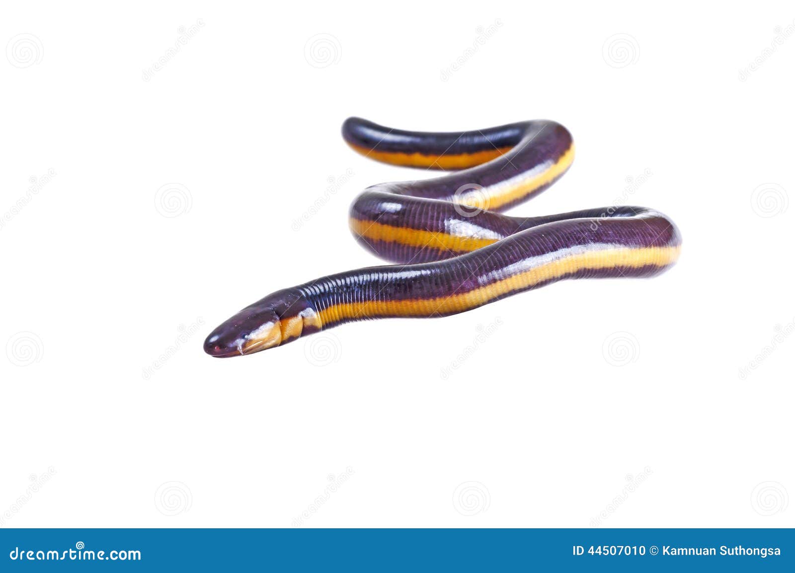 Fish caecilian stock photo. Image of ambystoma, background - 44507010