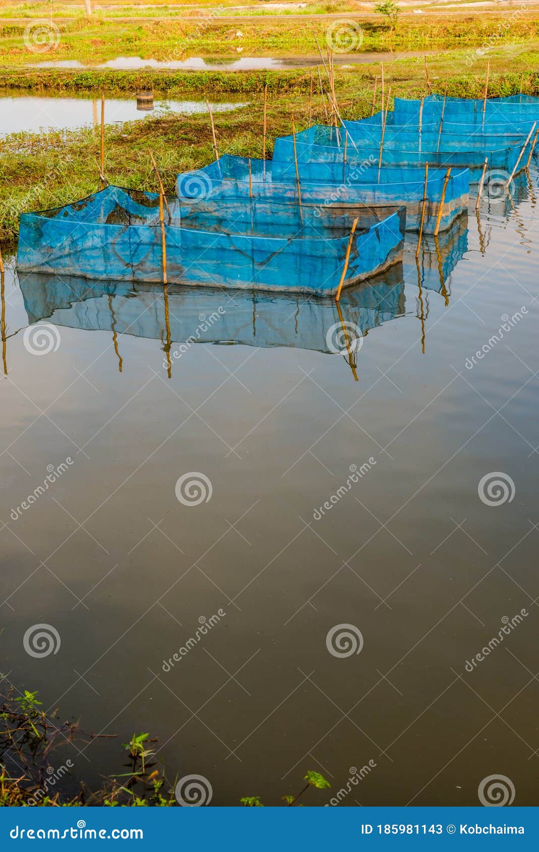 Fish cages in farm stock image. Image of pond, cage - 185981143