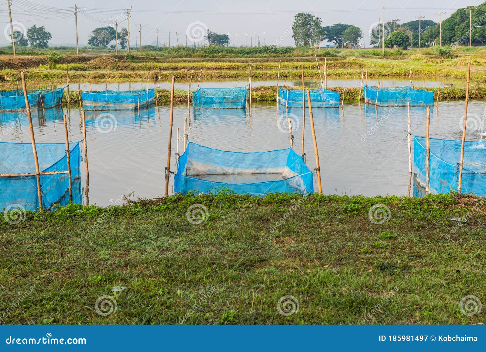 Fish cages in farm stock image. Image of water, cages - 185981497