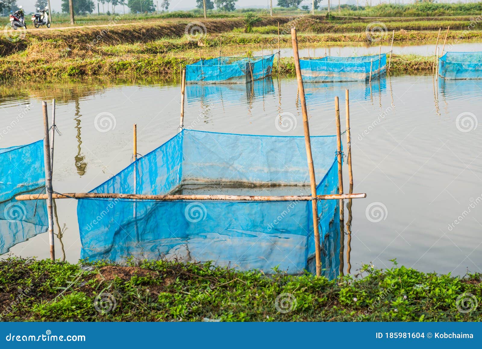 Fish cages in farm stock photo. Image of blue, agriculture - 185981604