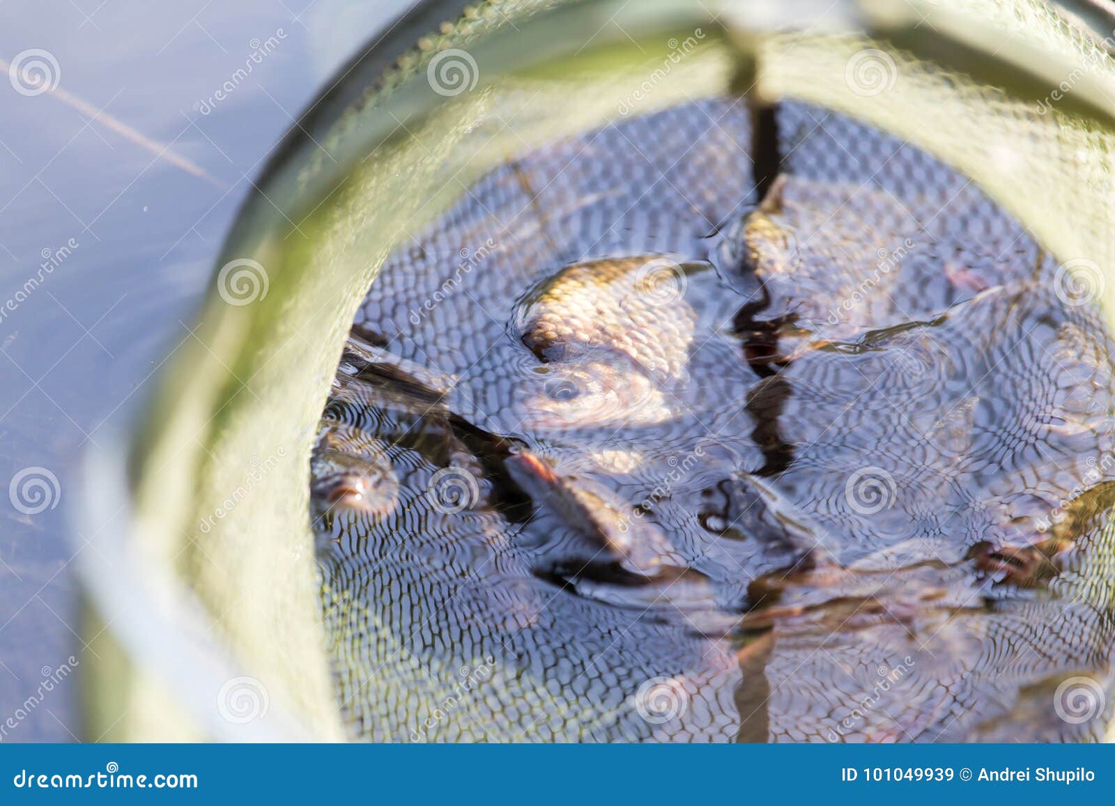 Fish in cages stock image. Image of horizontal, pole - 101049939