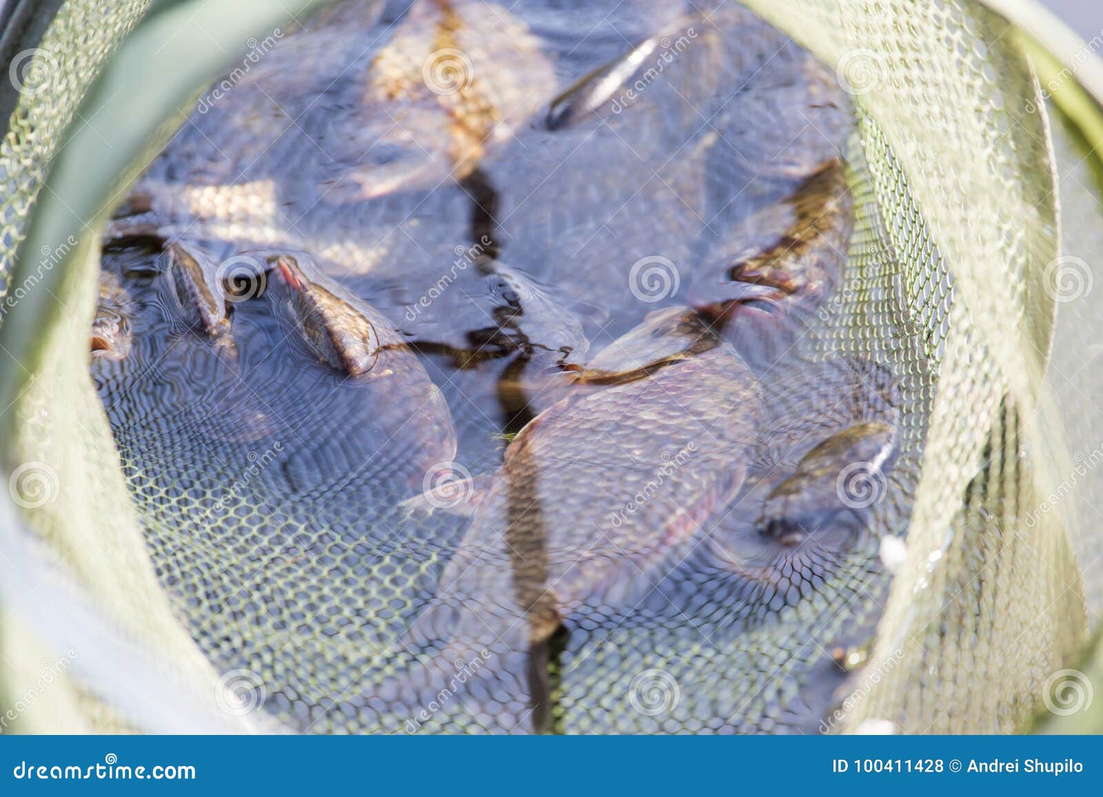Fish in cages stock photo. Image of flow, hunting, mesh - 100411428