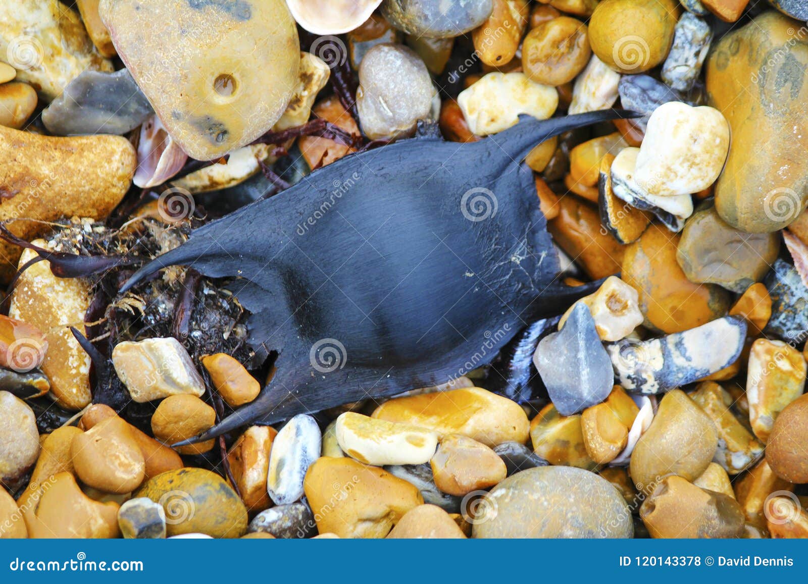 Black Spotted Ray Raja Montagui Egg Case on Pebble Beach in East Sussex ...