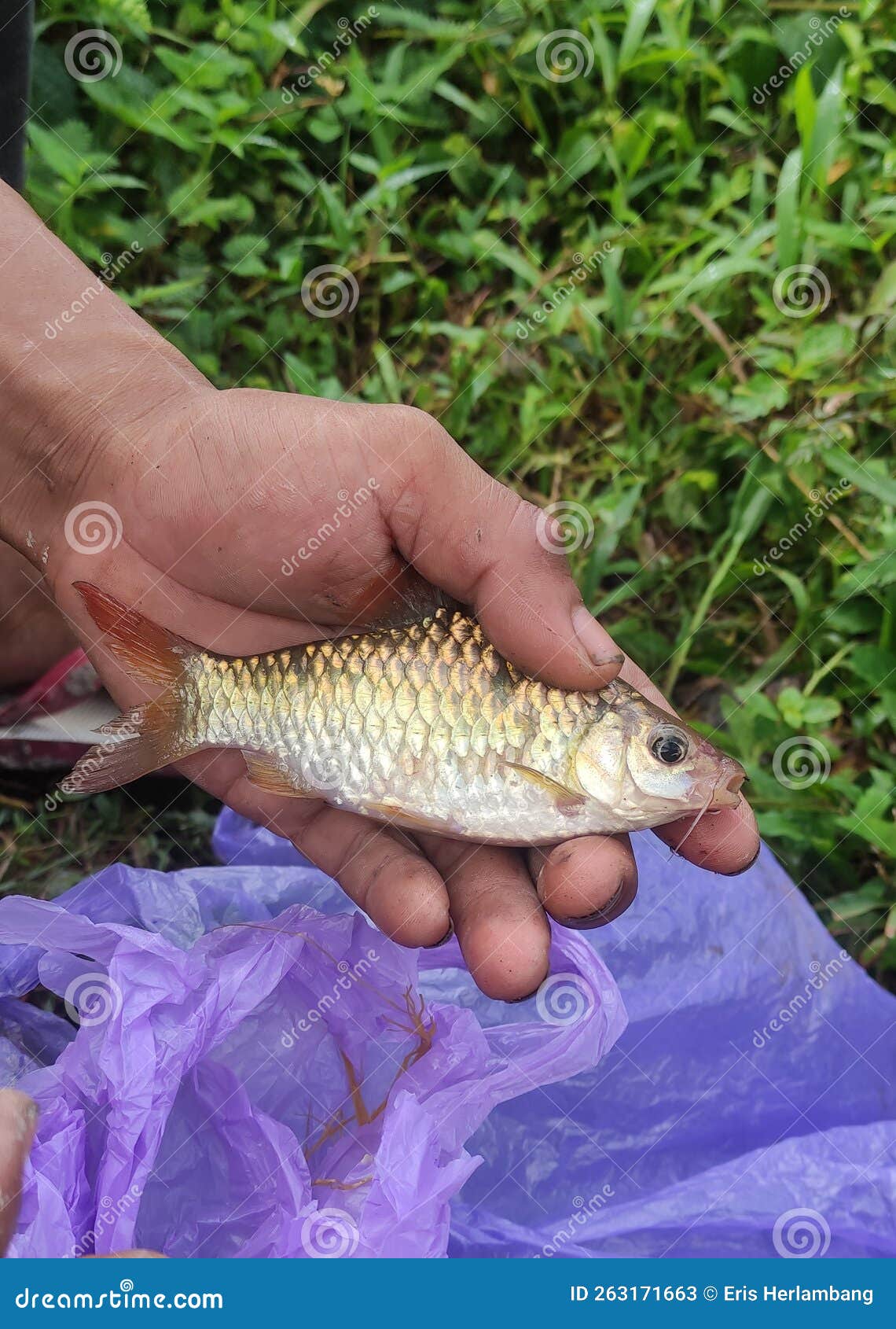 This Fish is Called Semah Fish from Kalimantan Stock Image - Image of ...