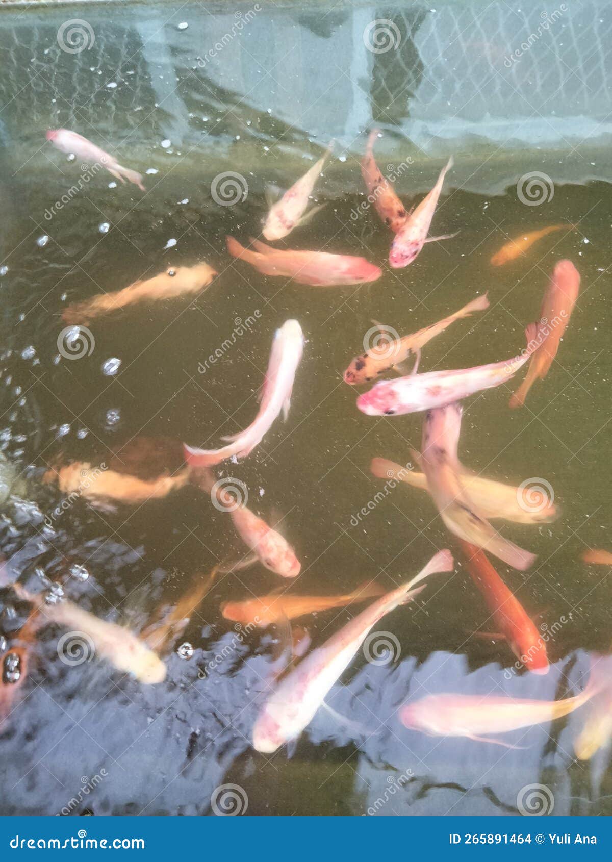 Fish can dance stock photo. Image of water, fish, dance - 265891464