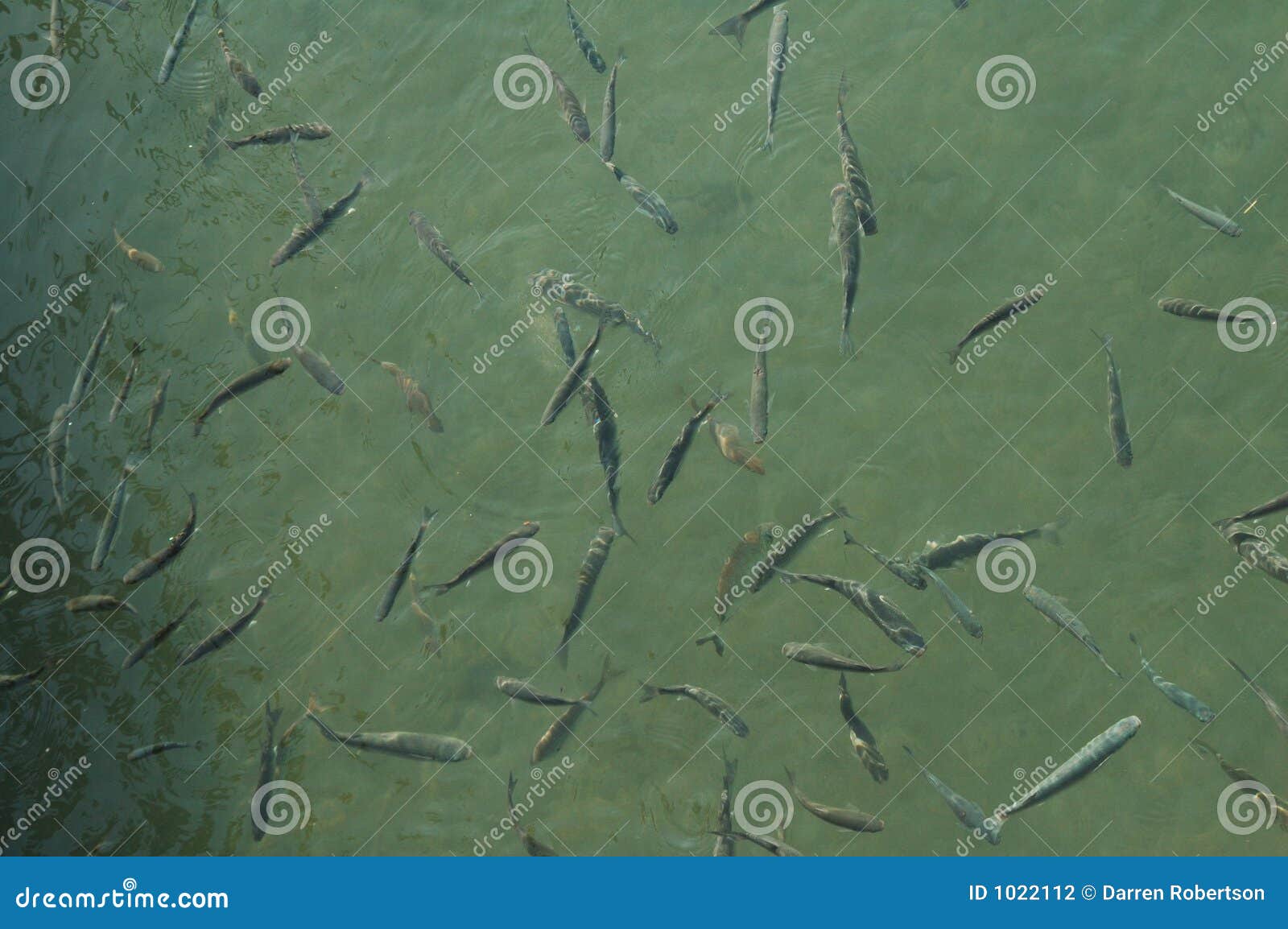 Fish in canal stock photo. Image of school, large, multitude - 1022112