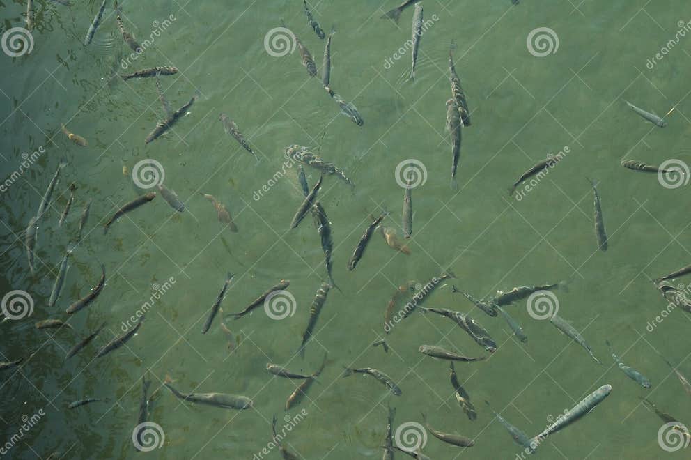 Fish in canal stock photo. Image of school, large, multitude - 1022112