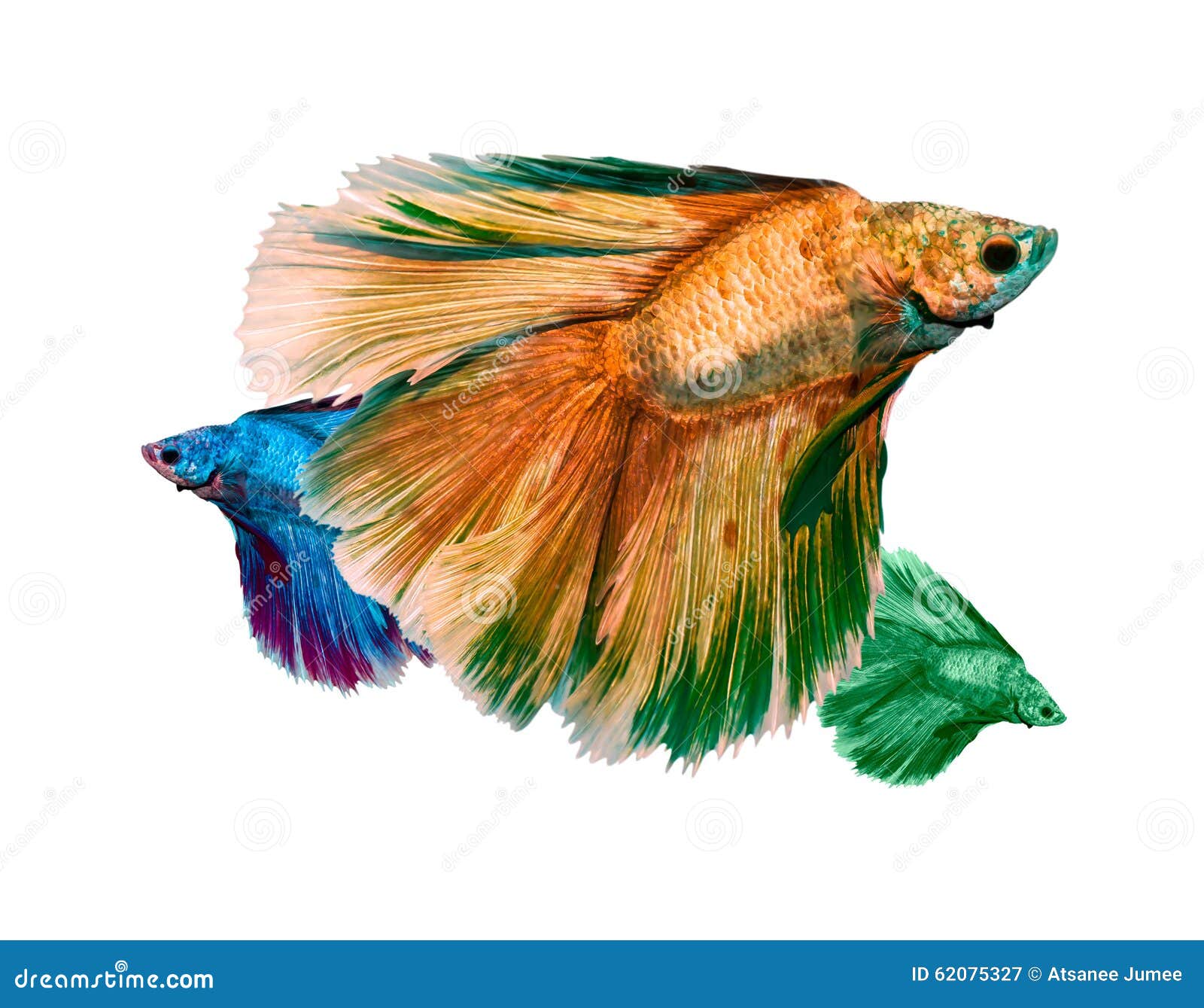 Fish Capture The Movement Of Fish Isolated On White Background.[ Breed ...