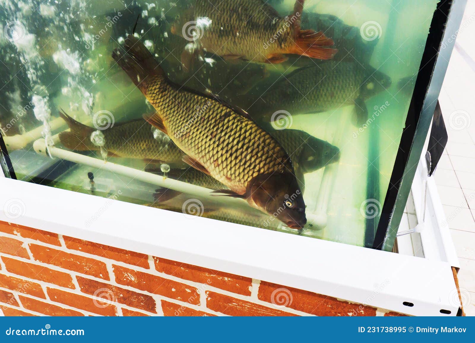 The Fish is Carp in the Aquarium. Fresh Fish Trade Stock Image - Image ...