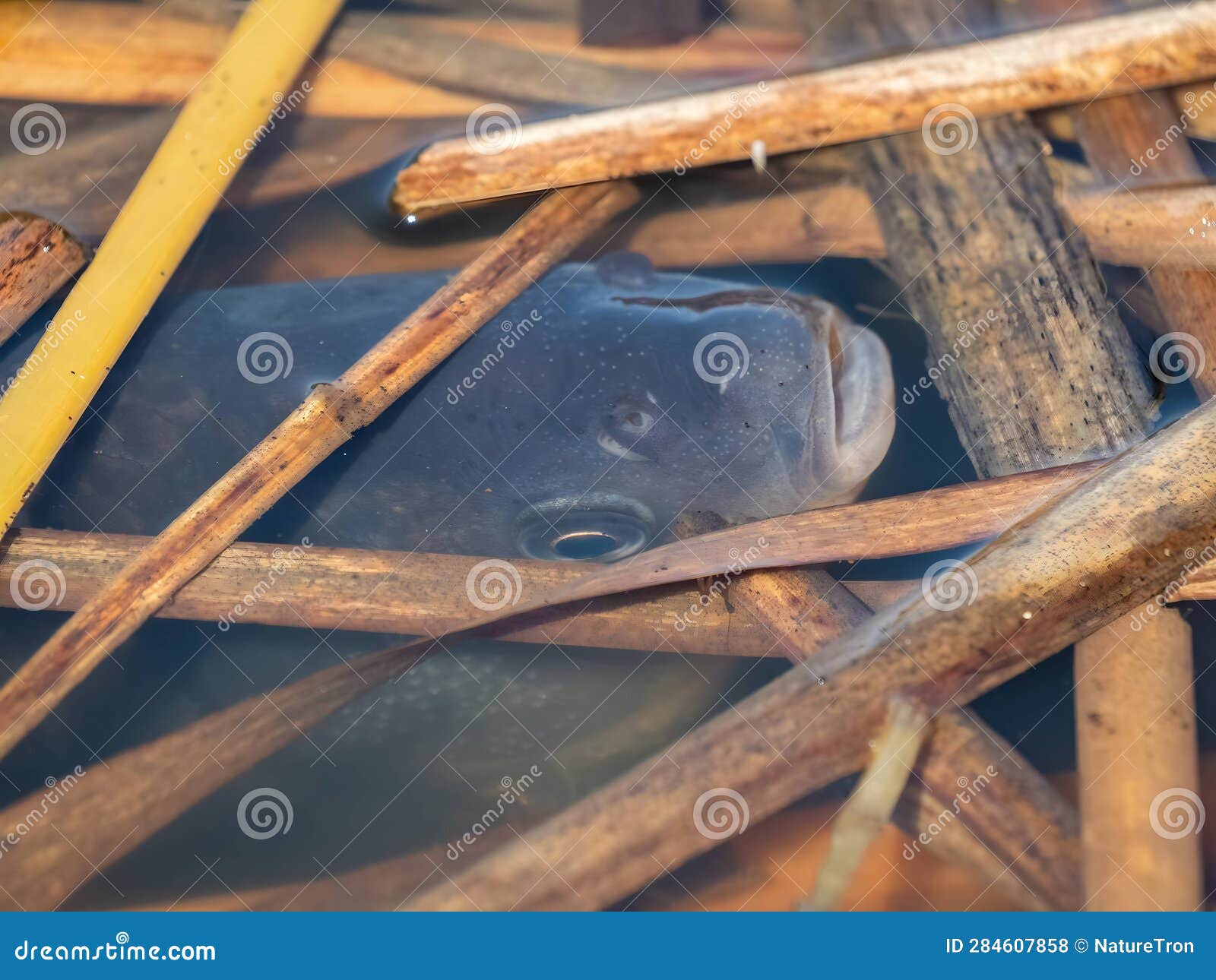 Fish Carp, Head Surrounded by Reeds Stock Photo - Image of asian, fish ...