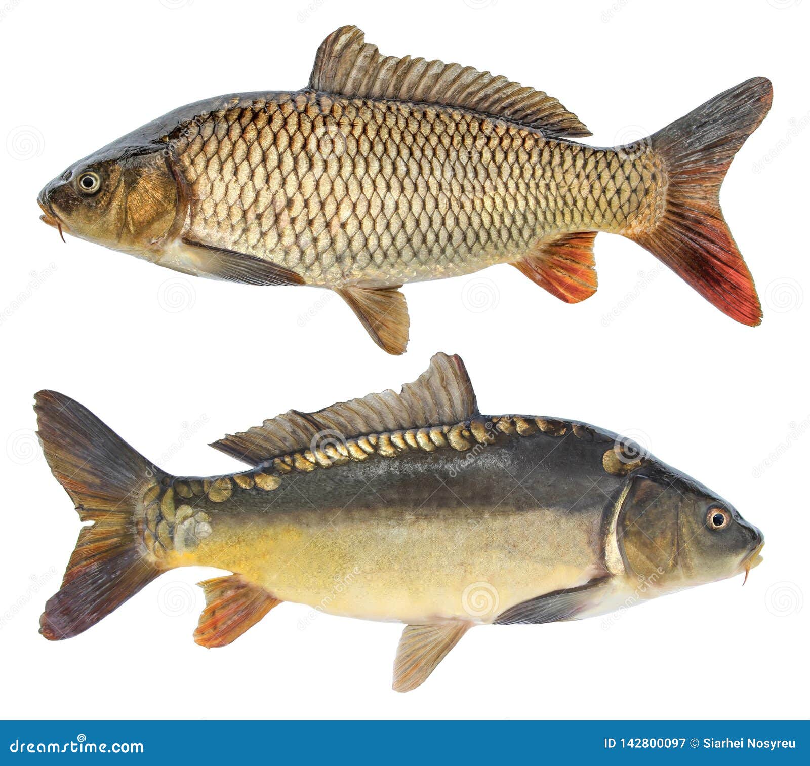 Fish Carp. Isolated Fish with and without Scales Stock Image - Image of ... Fish Carp. Isolated Fish with and without Scales Stock Image - Image of ...