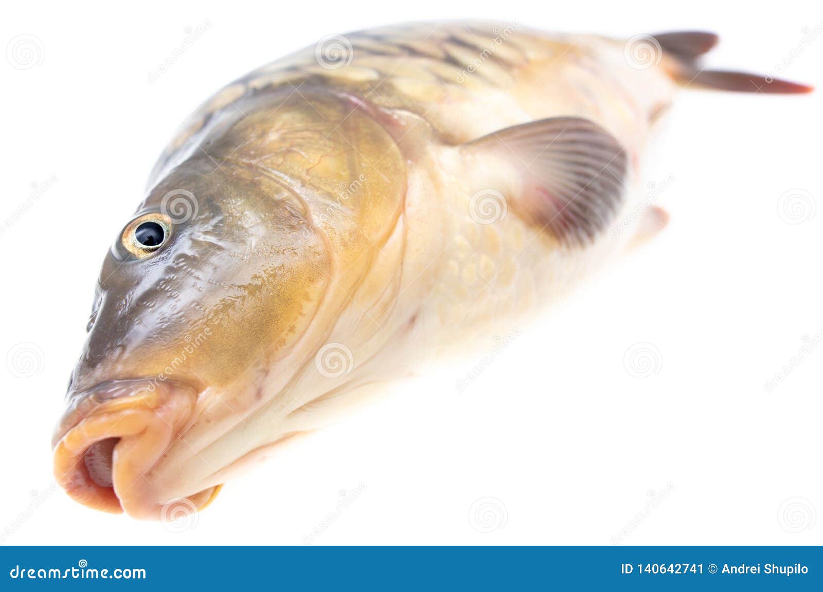 Fish Carp Isolated on White Background Stock Image - Image of freshness ...