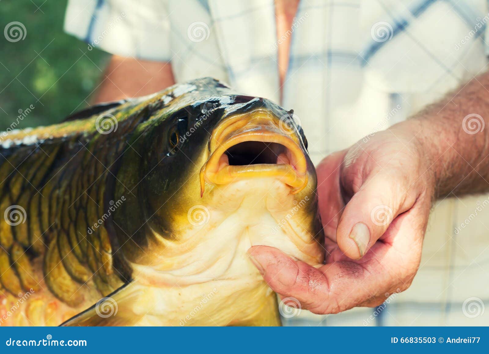 Man Holding A Carp By The Gills.fisherman Holding Catch Freshwater Fish ...