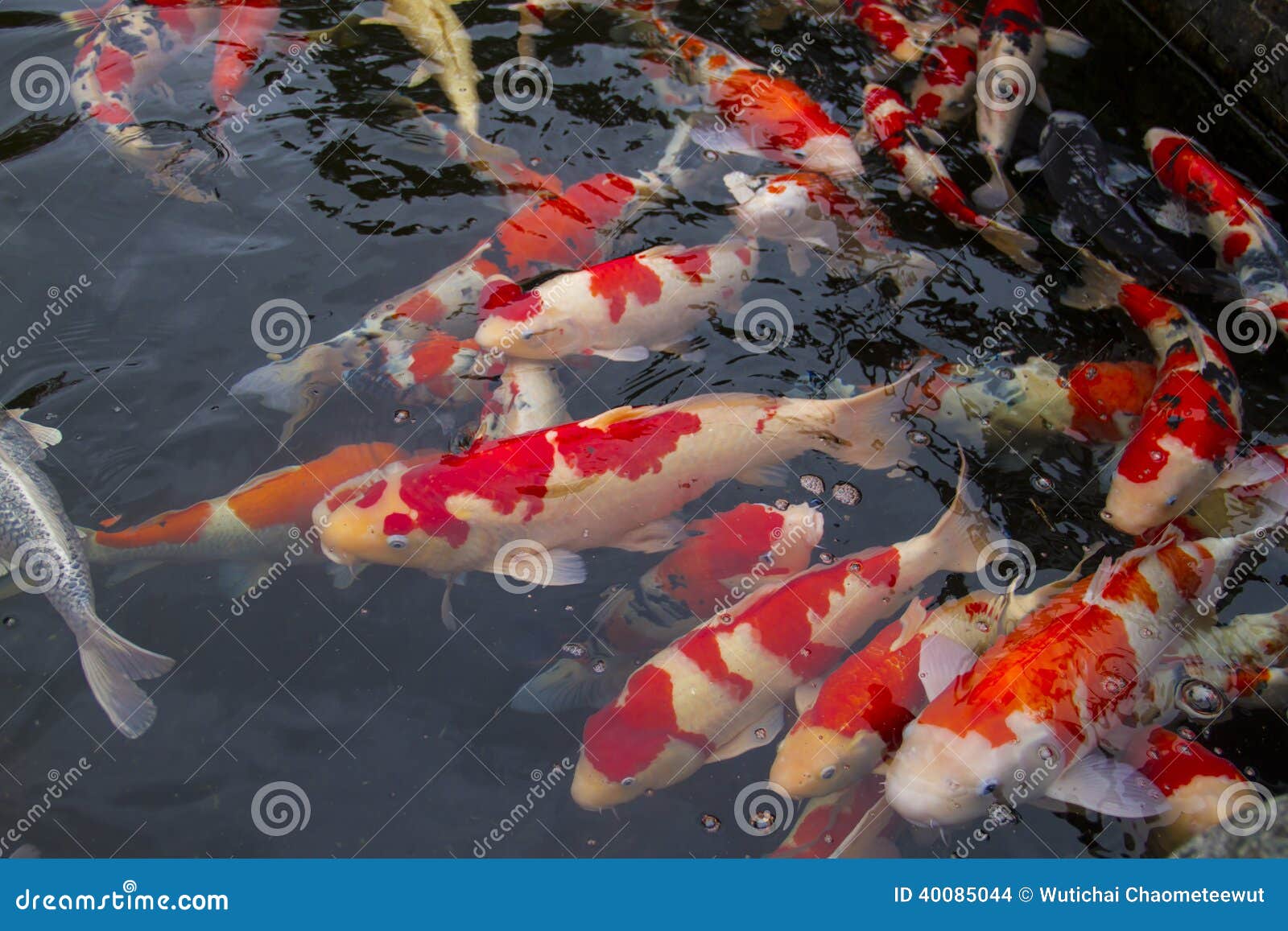 Fish carp in the pool stock photo. Image of fighting - 40085044