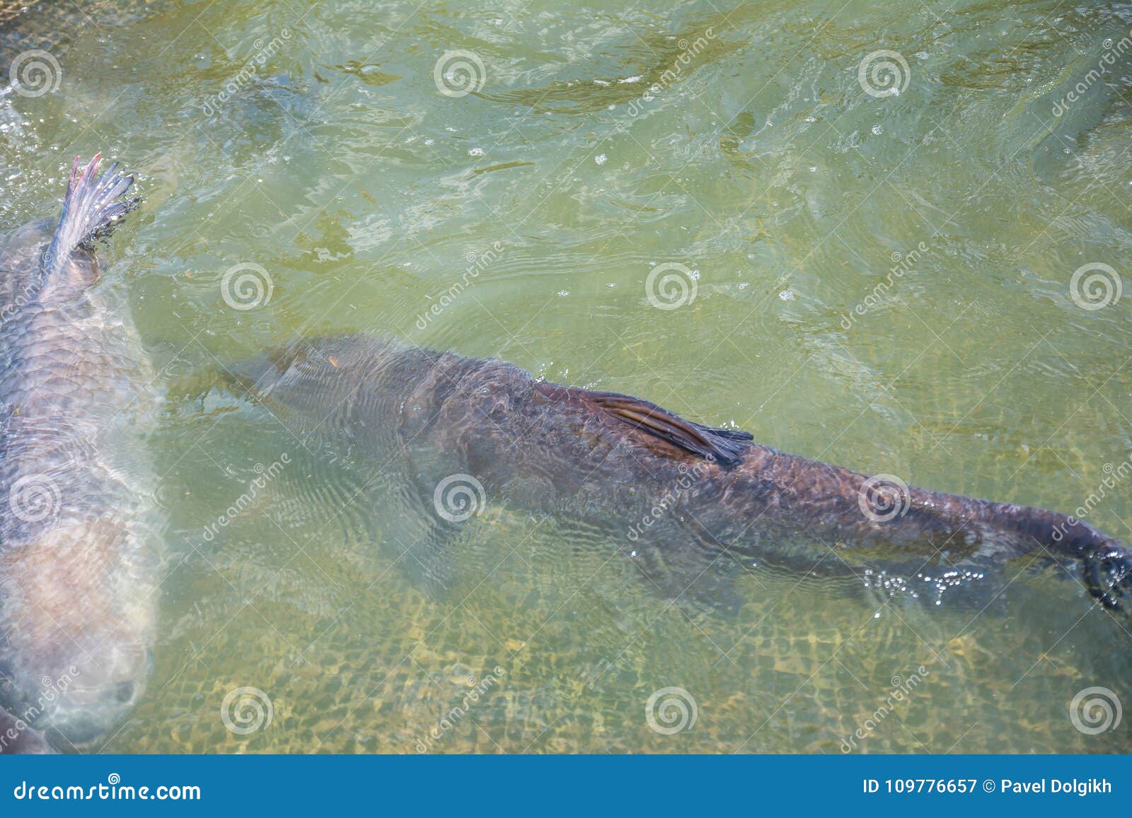 Fish Carpenter Caught in the Net Stock Image - Image of japan, line ...